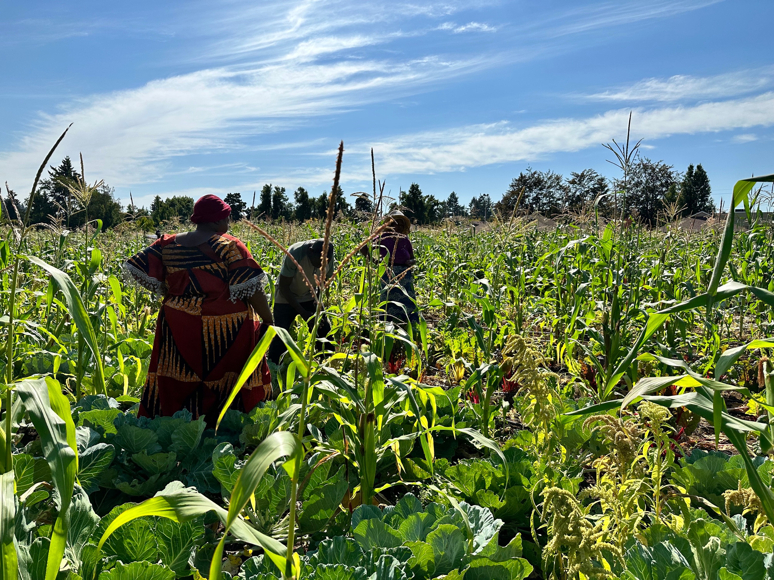 Oregon immigrant farmers sprout businesses from community gardens ...