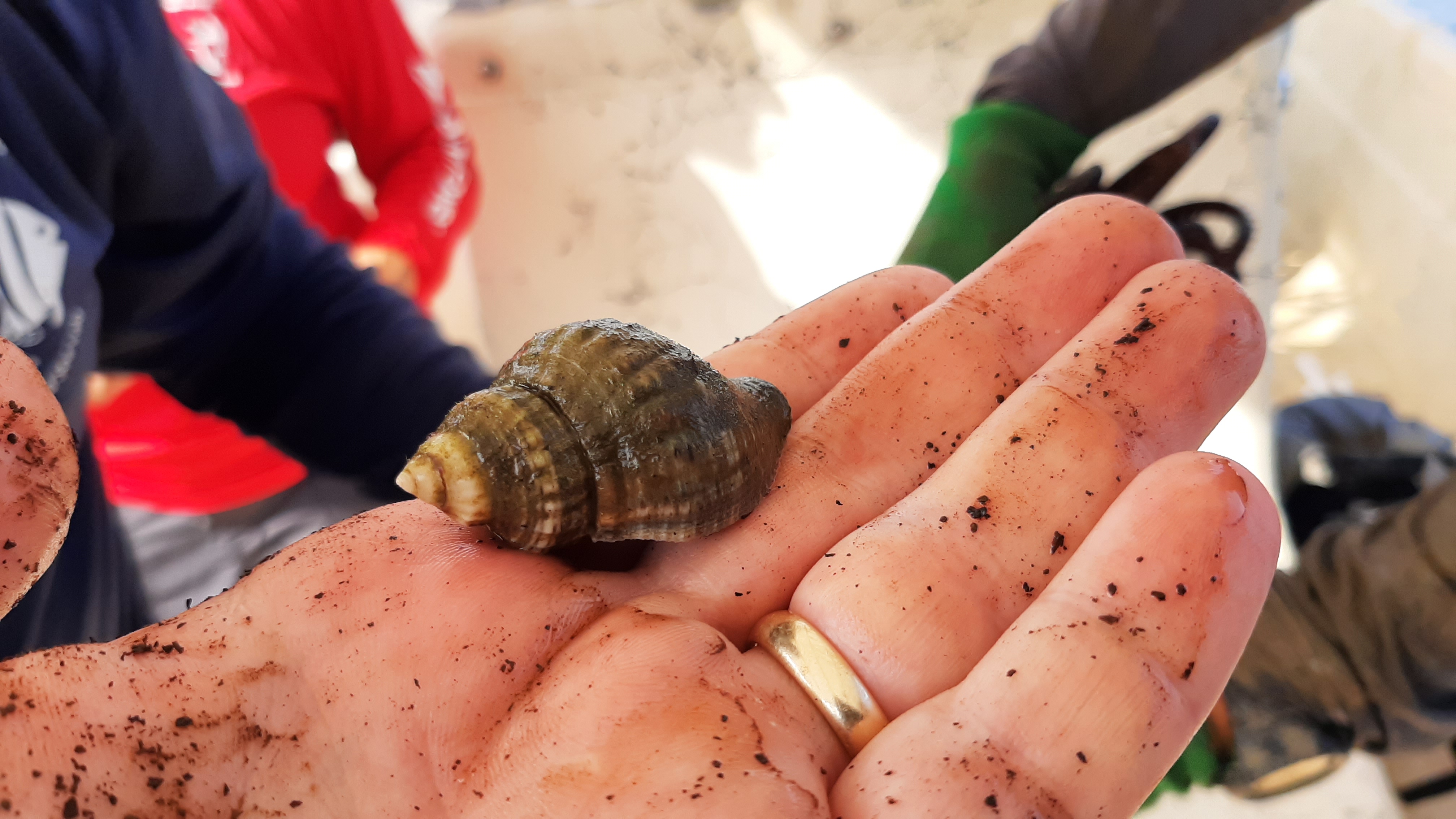 Oyster research at Lightning Point - al.com