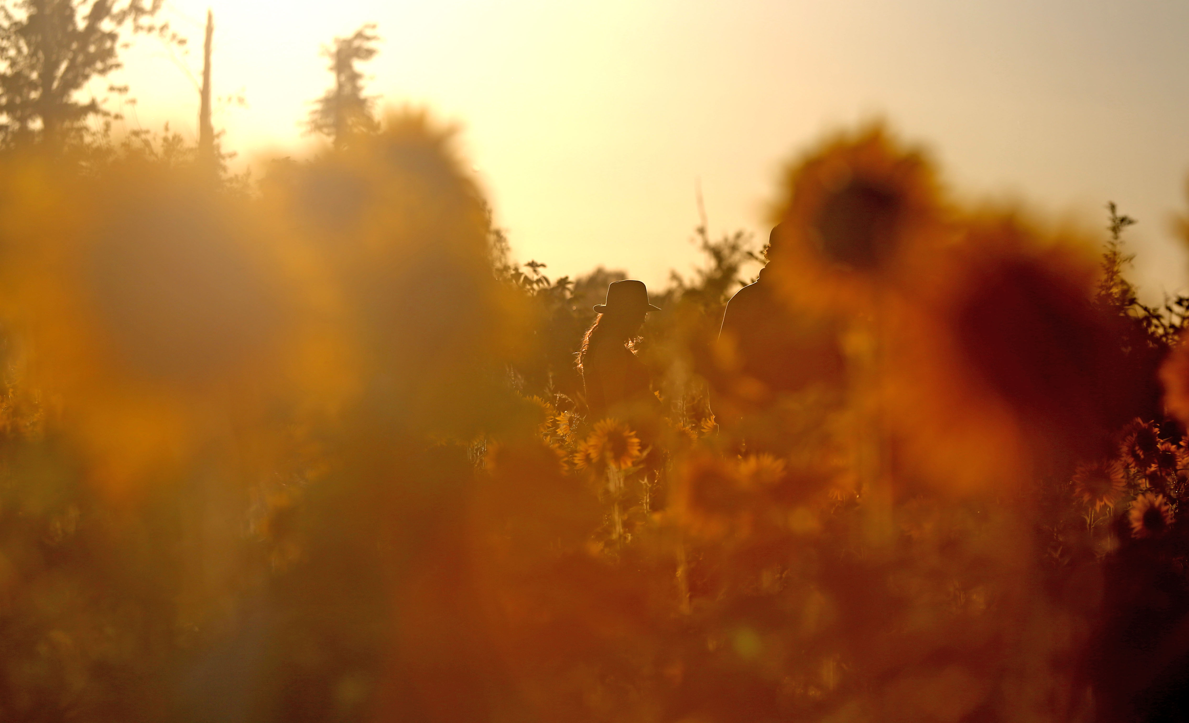 Maria’s Field of Hope in Avon is in full bloom, September 29, 2021 ...