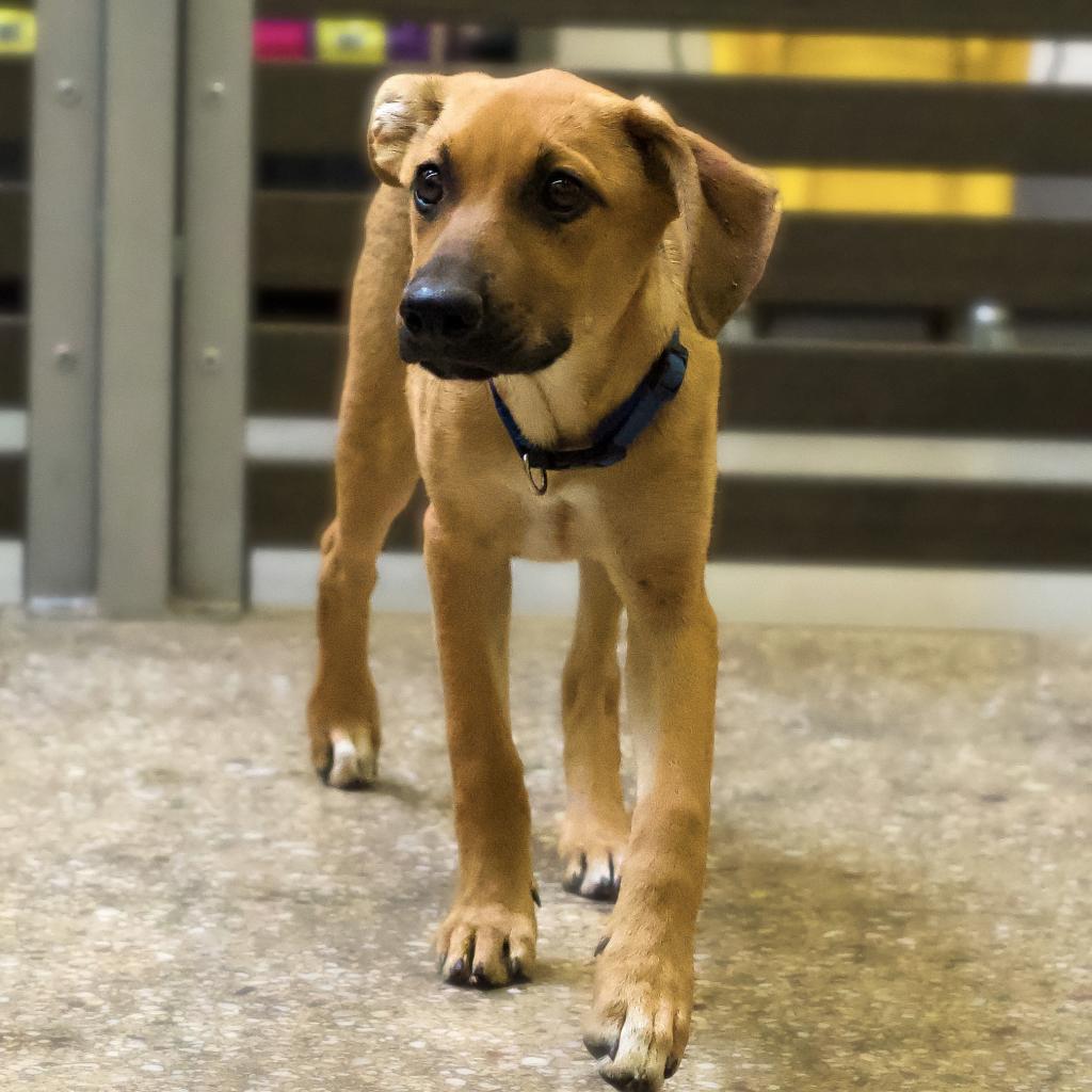 Have a safe and fun Labor Day weekend with your pets: September 2-3 ...