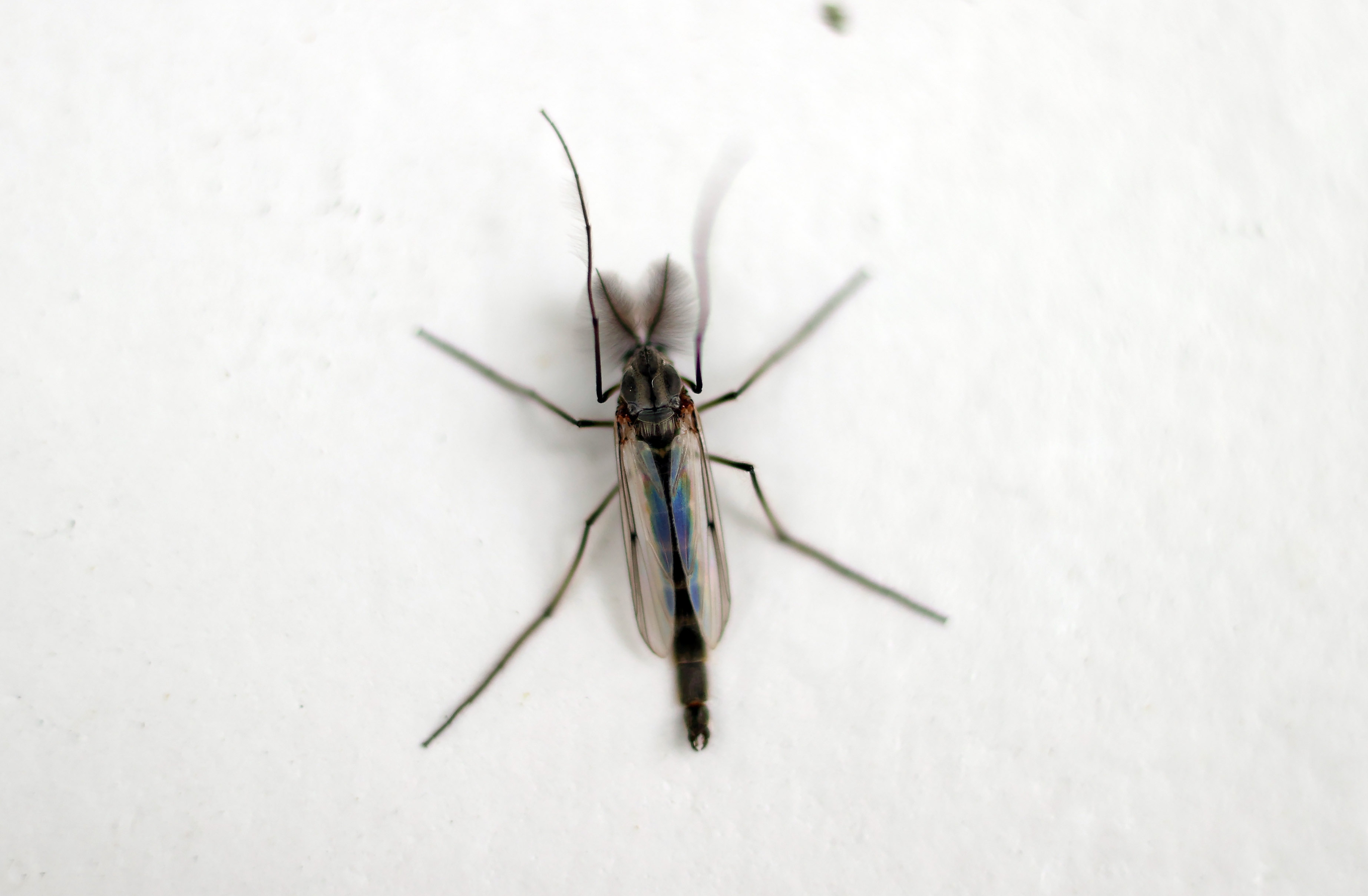 Midges are emerging around Northeast Ohio, May 17, 2024 - cleveland.com