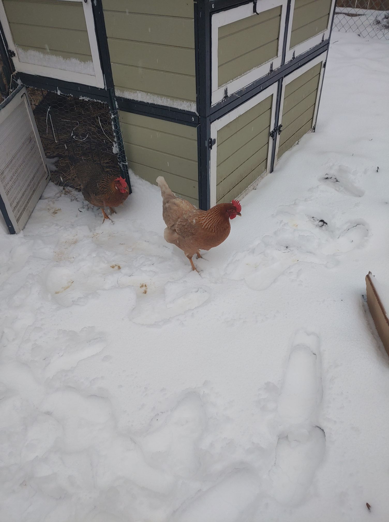 Chickens and snow in Alabama - al.com
