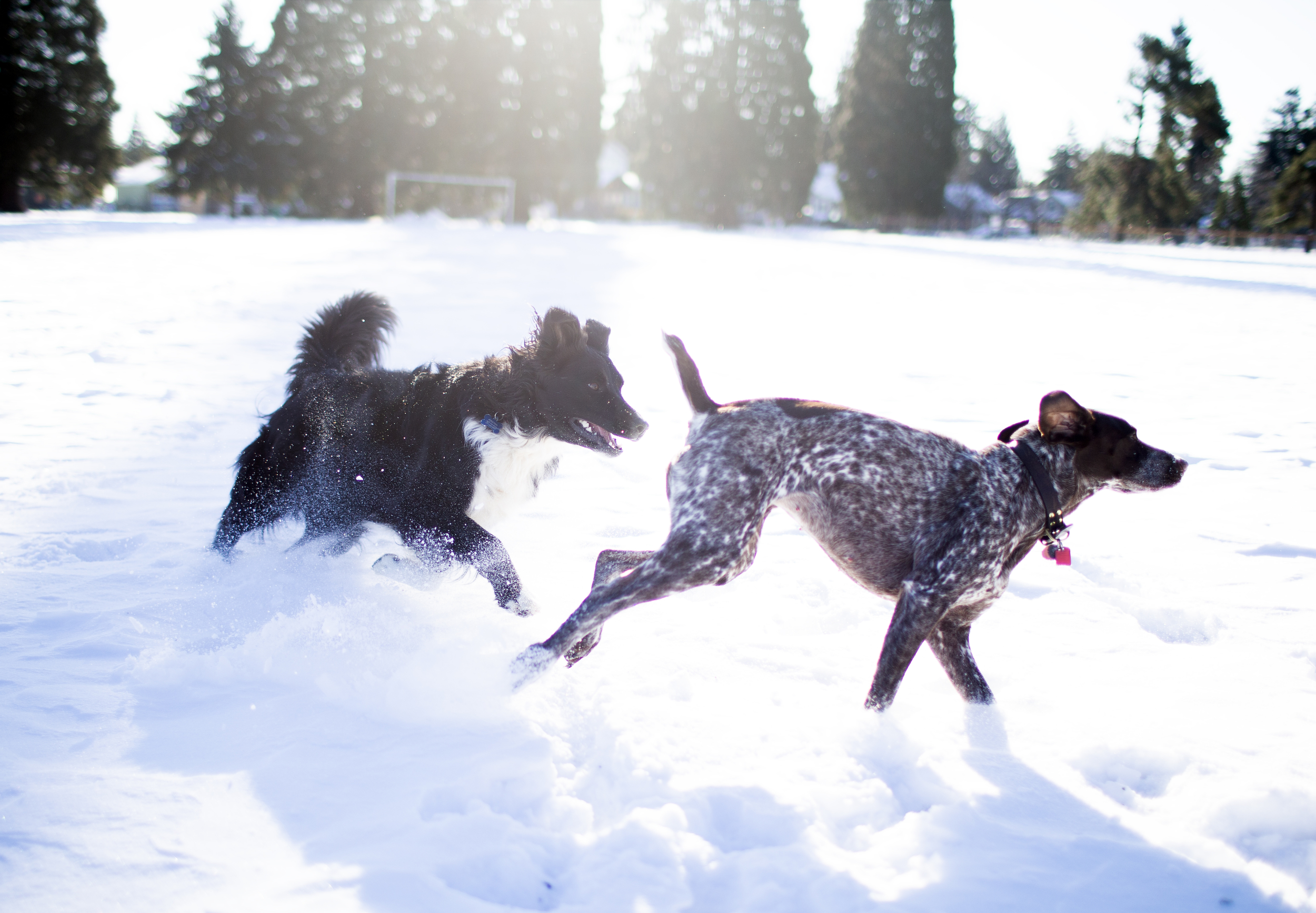 Snow in Portland: Friday, Feb. 24, 2023 - oregonlive.com