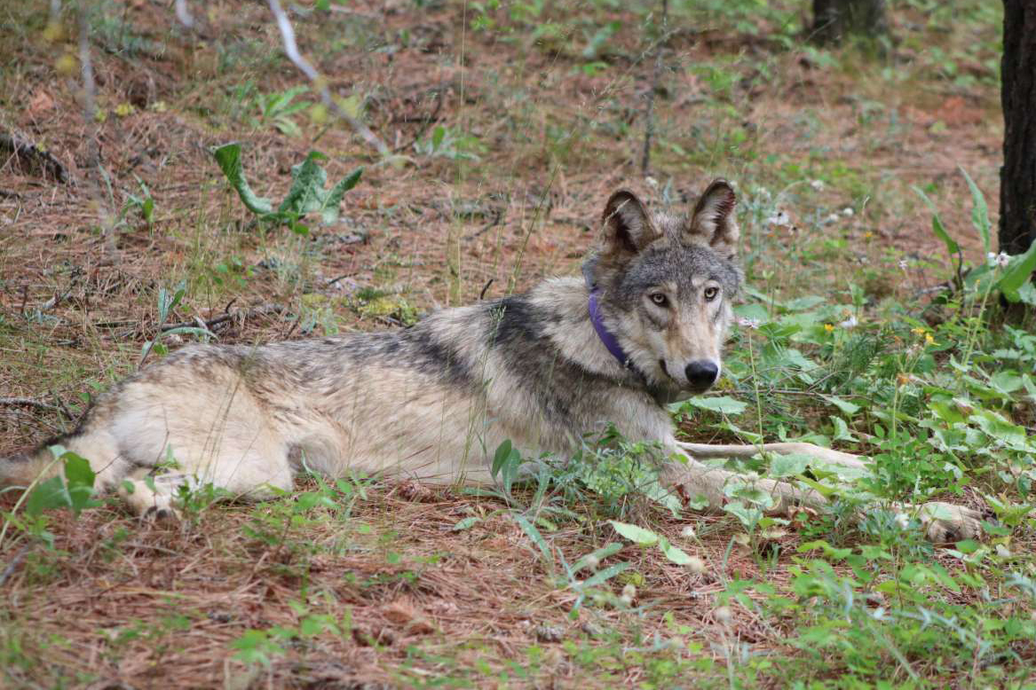 Oregon gray wolf 1 of 2 captured and collared in Northern California