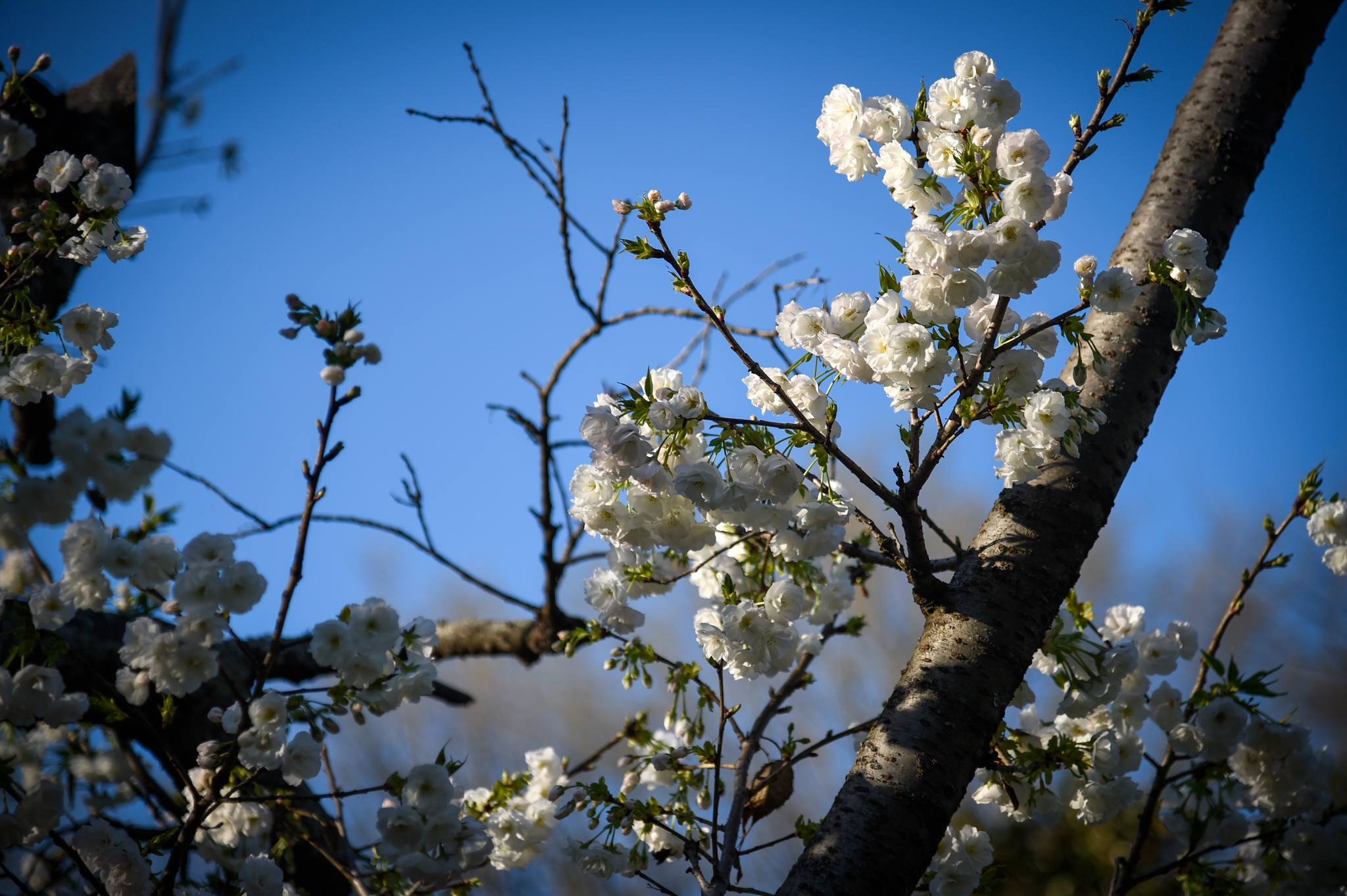 University of Alabama First Day of Spring 2021 - al.com