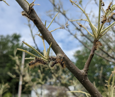 Maine sees worst outbreak of invasive, poisonous caterpillar, browntail ...
