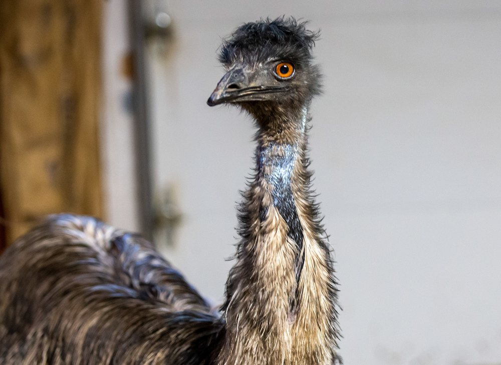 Escaped emu captured in Newport - pennlive.com