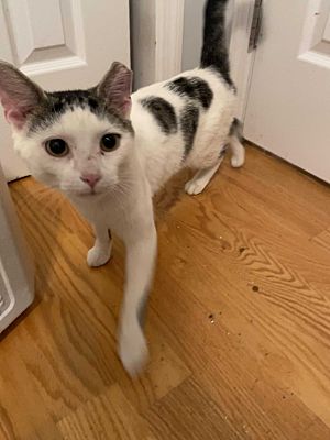 Unconditional love is only a pet adoption away: Sept. 14-15 - silive.com