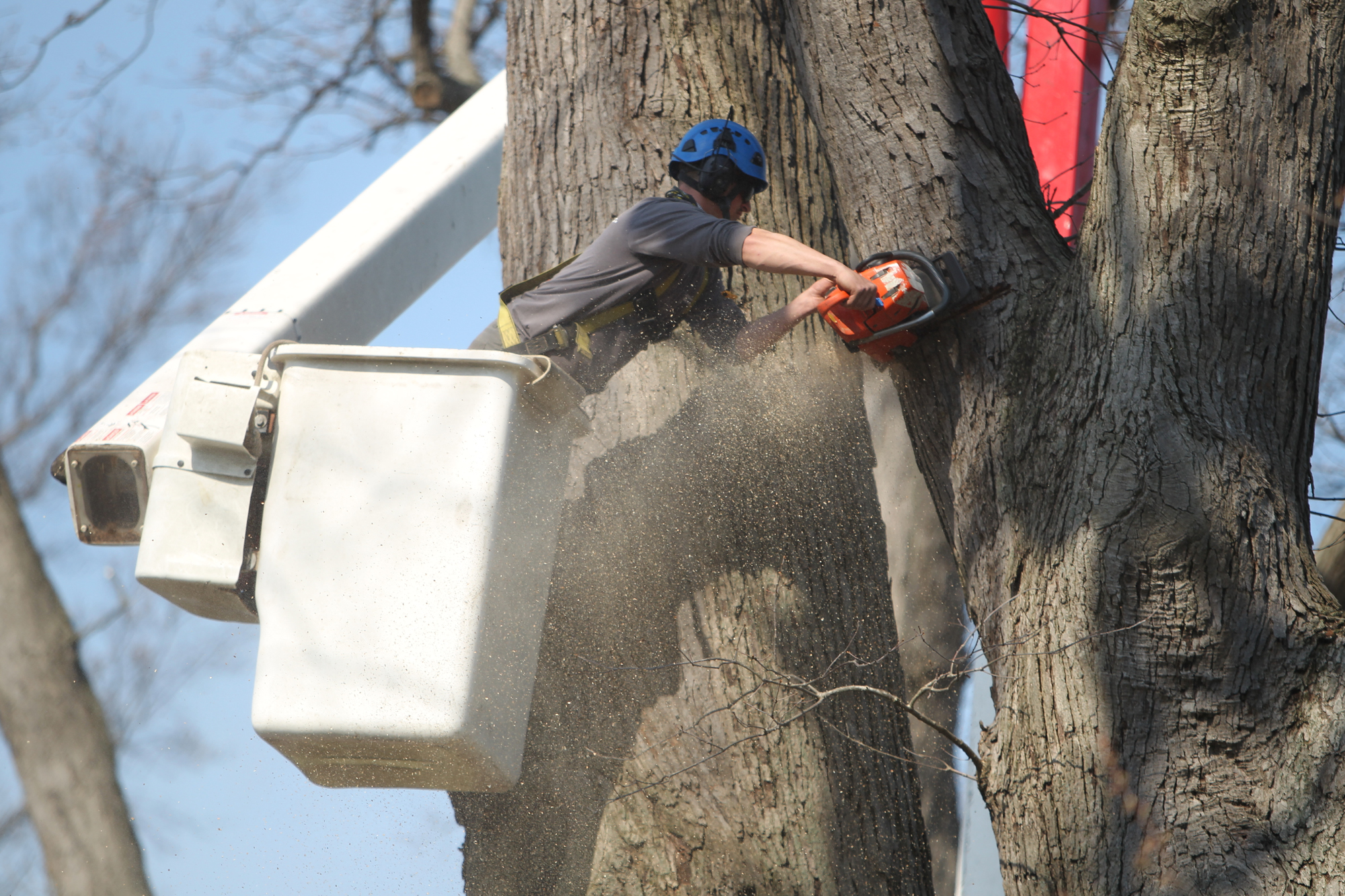 350-year-old oak tree cut down in Bay Village - cleveland.com
