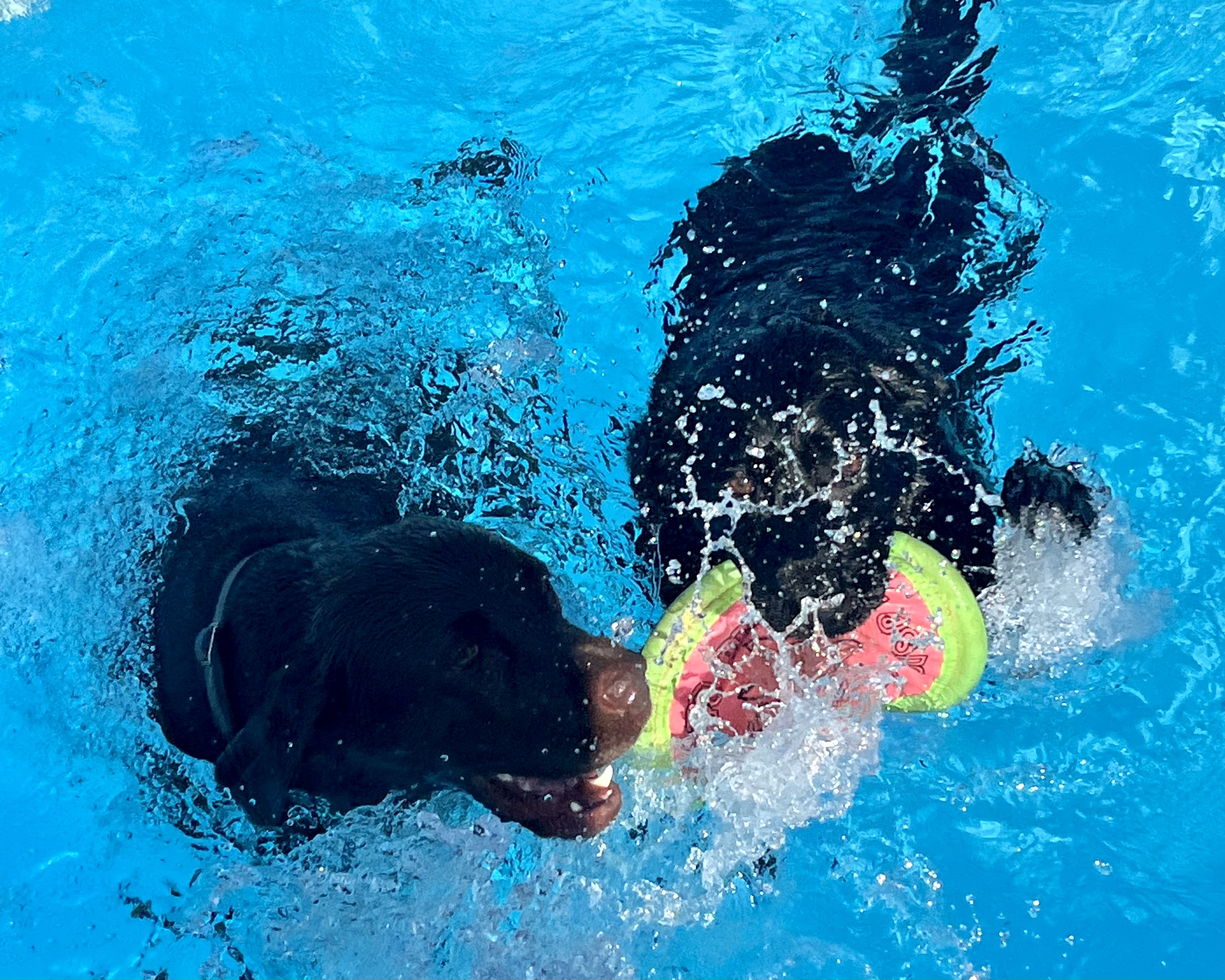 Dog swim at Lakewood's Madison Park - cleveland.com