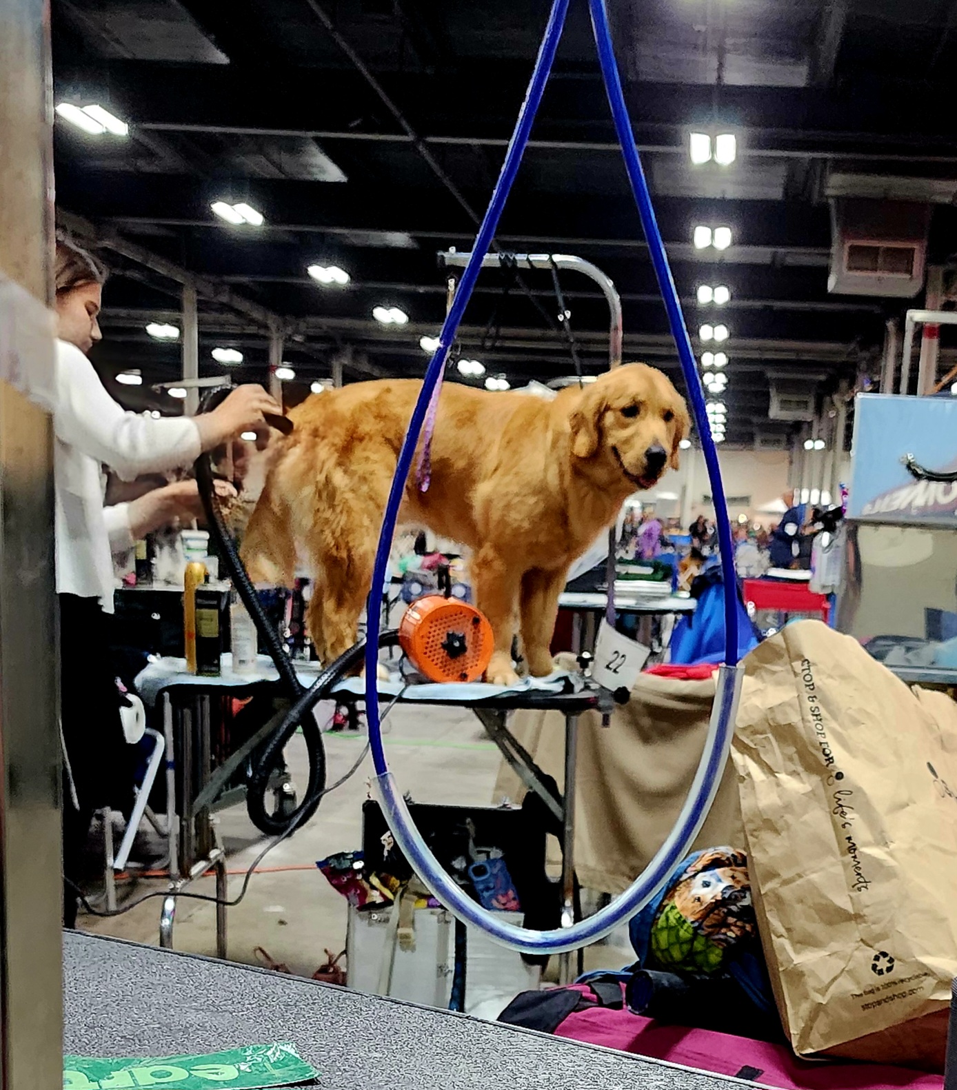 Thanksgiving Classic Cluster Dog Shows a howling success on grounds of ...