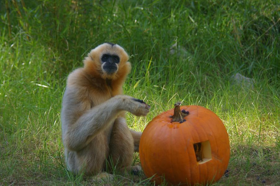 Children can trick-or-treat among the animals at Stone Zoo, Franklin ...