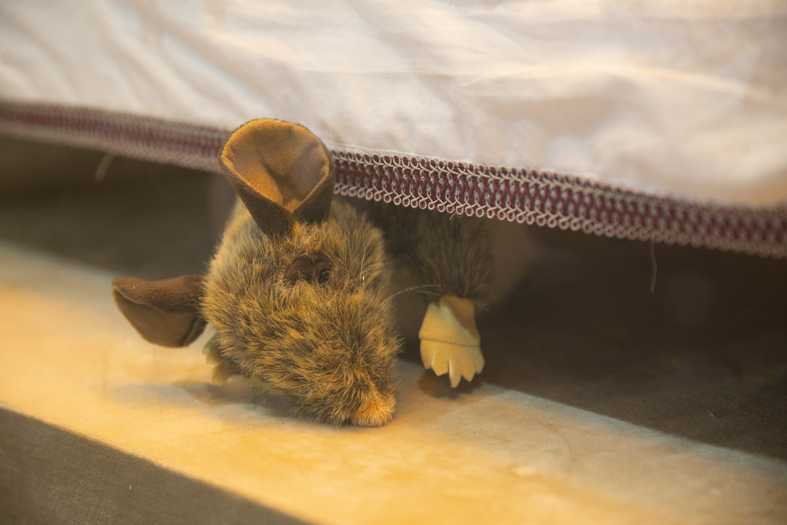 Historic Higbee windows showcase "The Nutcracker" at JACK Casino ...