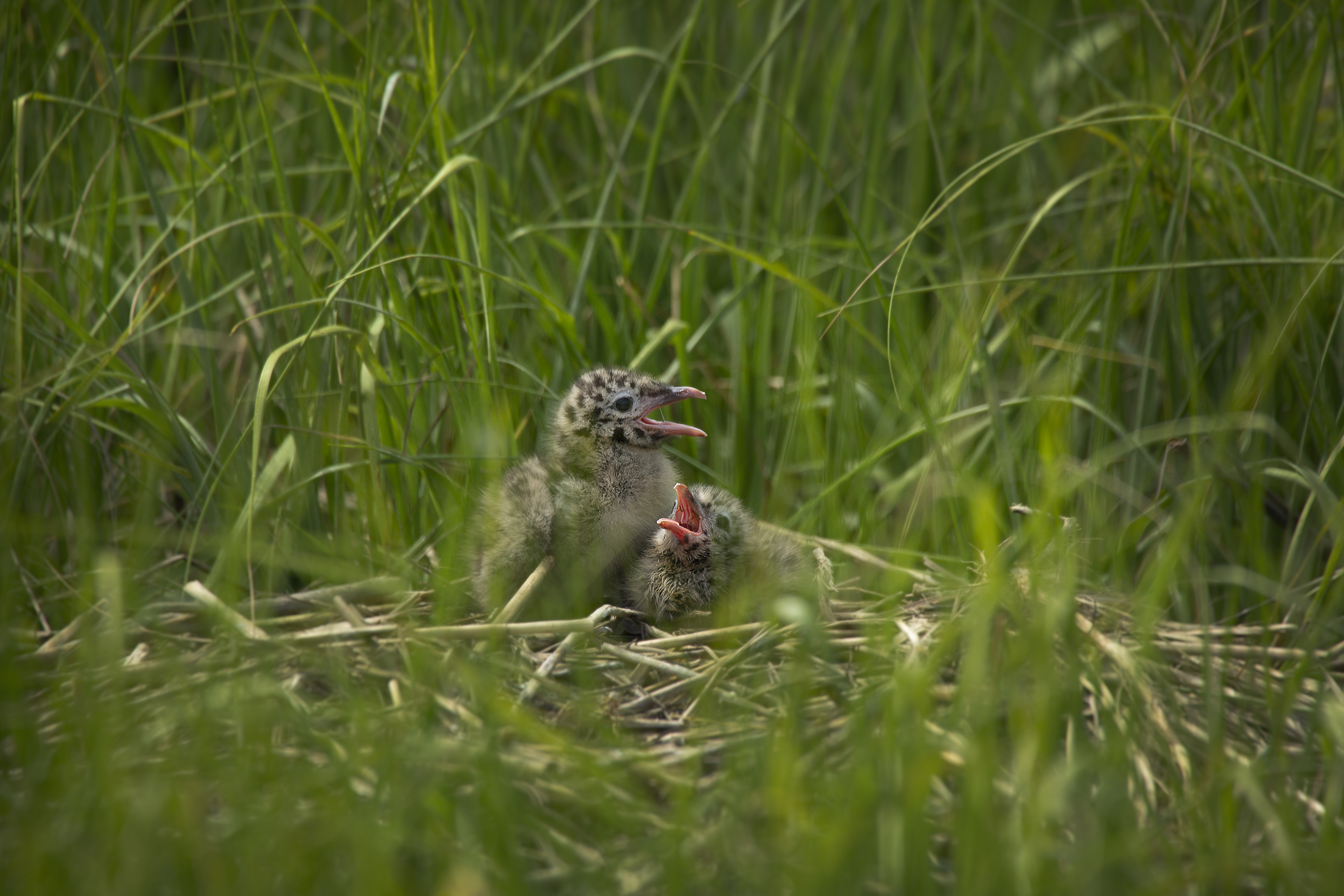 NJ Gulls - Return to Ring Island, hatchlings - nj.com