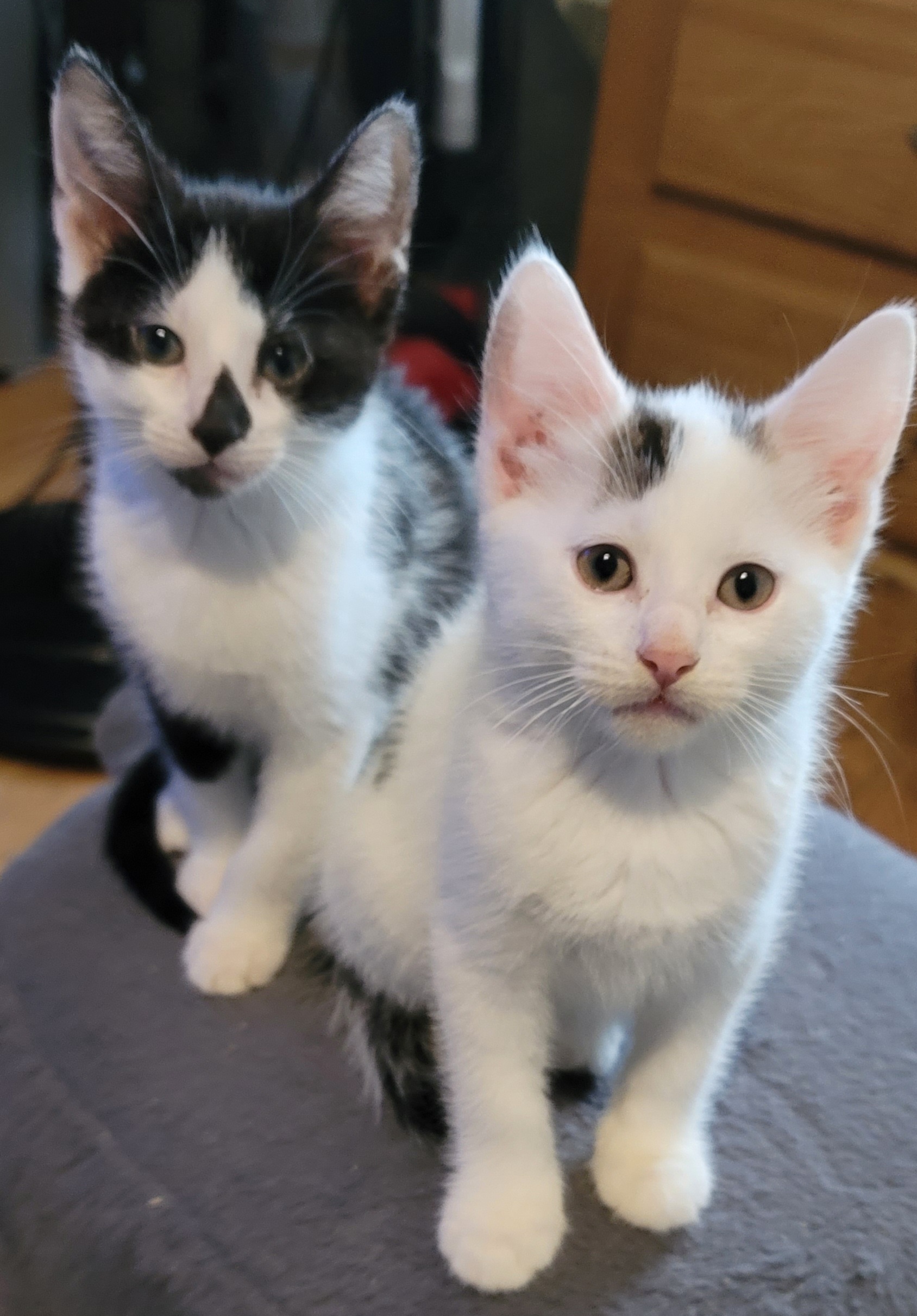 Fun for you, frightening for your pet. Celebrate the fourth weekend ...