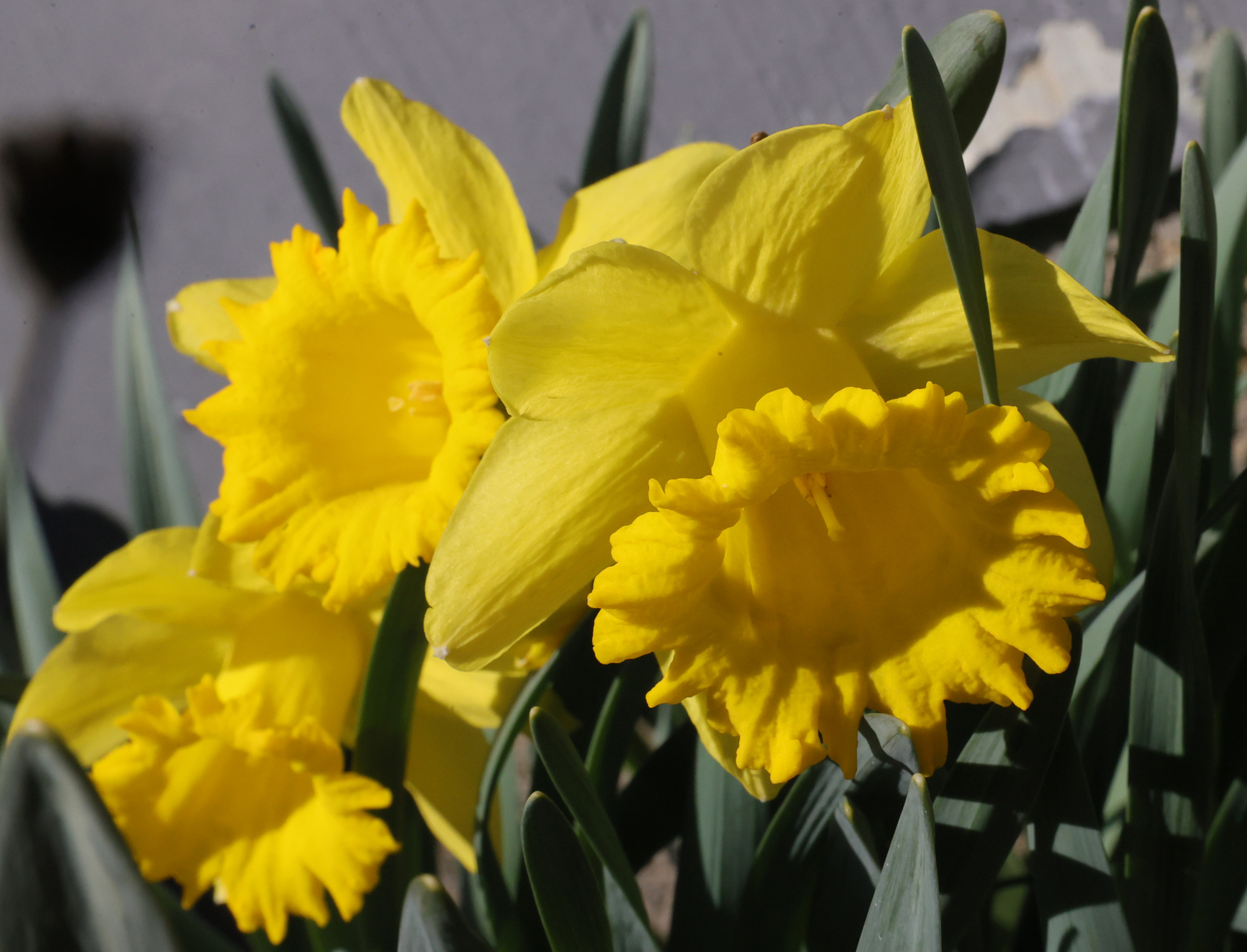 Spring blooms in Northeast Ohio - cleveland.com