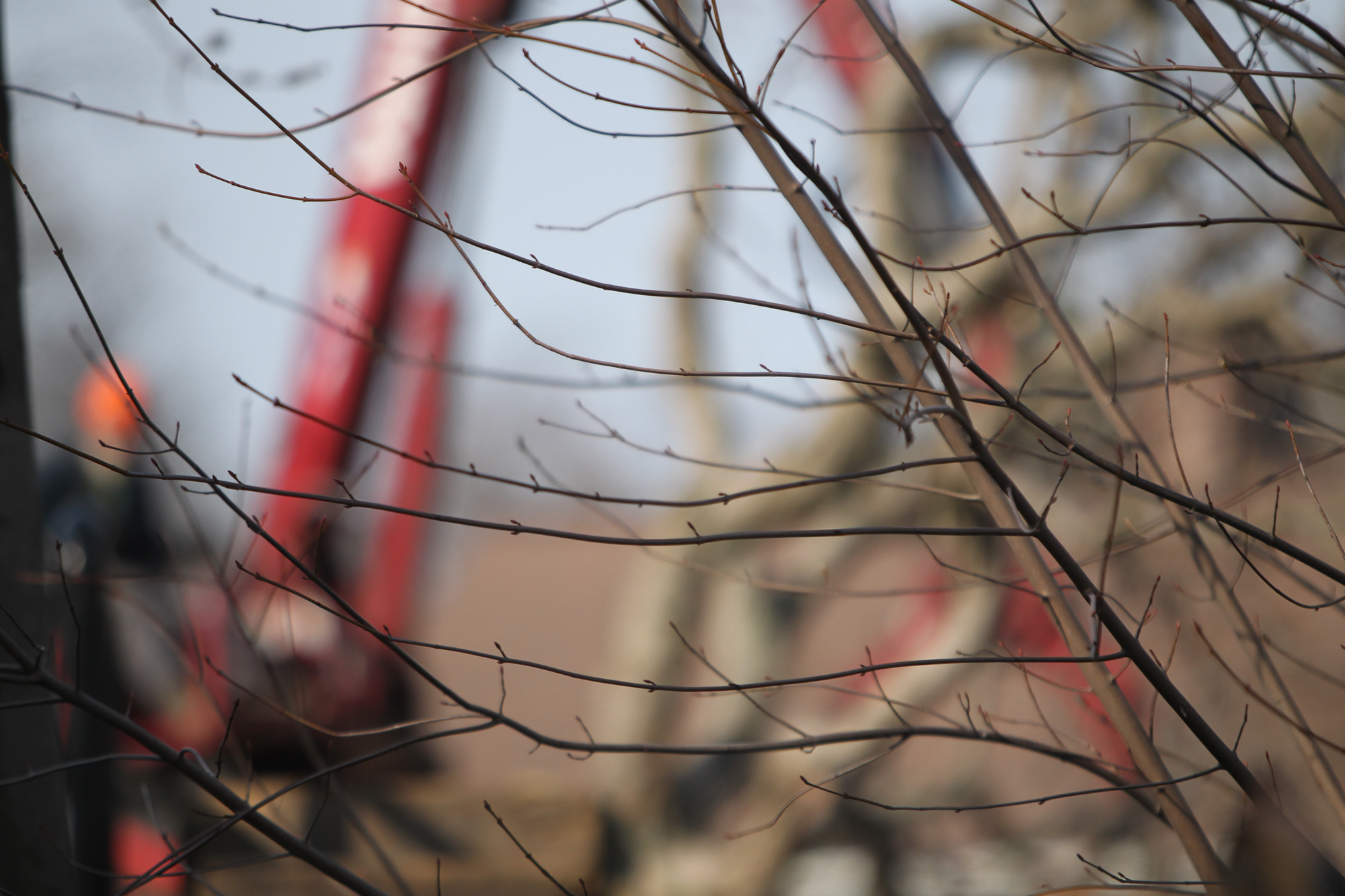 350-year-old oak tree cut down in Bay Village - cleveland.com
