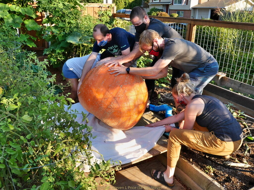 Giant pumpkins - oregonlive.com