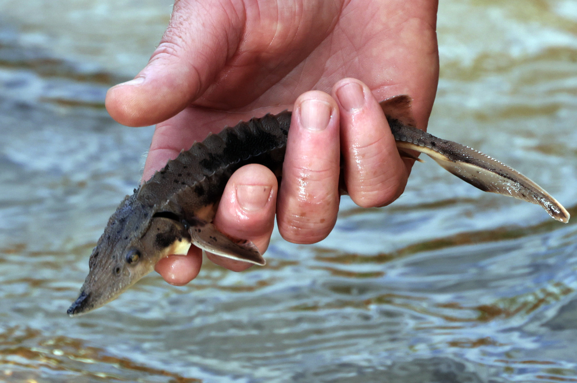 Lake sturgeon released into Cuyahoga River - cleveland.com