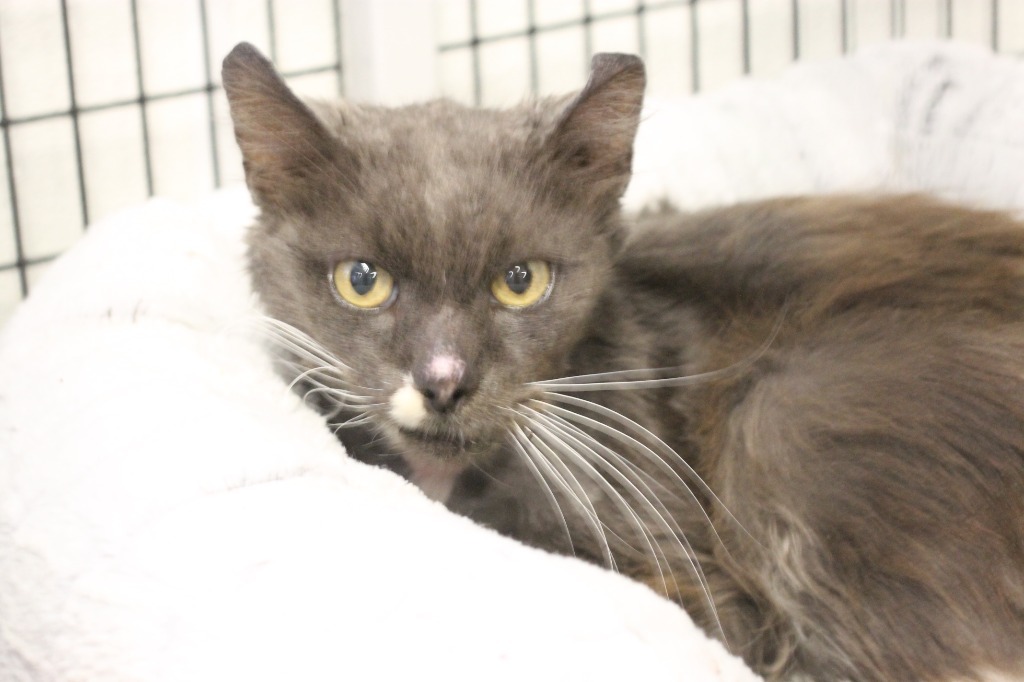 N.J. pets in need: Aug. 29, 2022 - nj.com