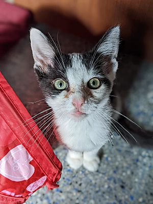 N.J. pets in need: Oct. 10, 2022 - nj.com