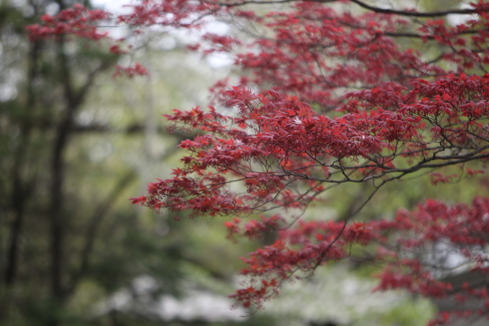 Lake View Cemetery in full bloom - cleveland.com