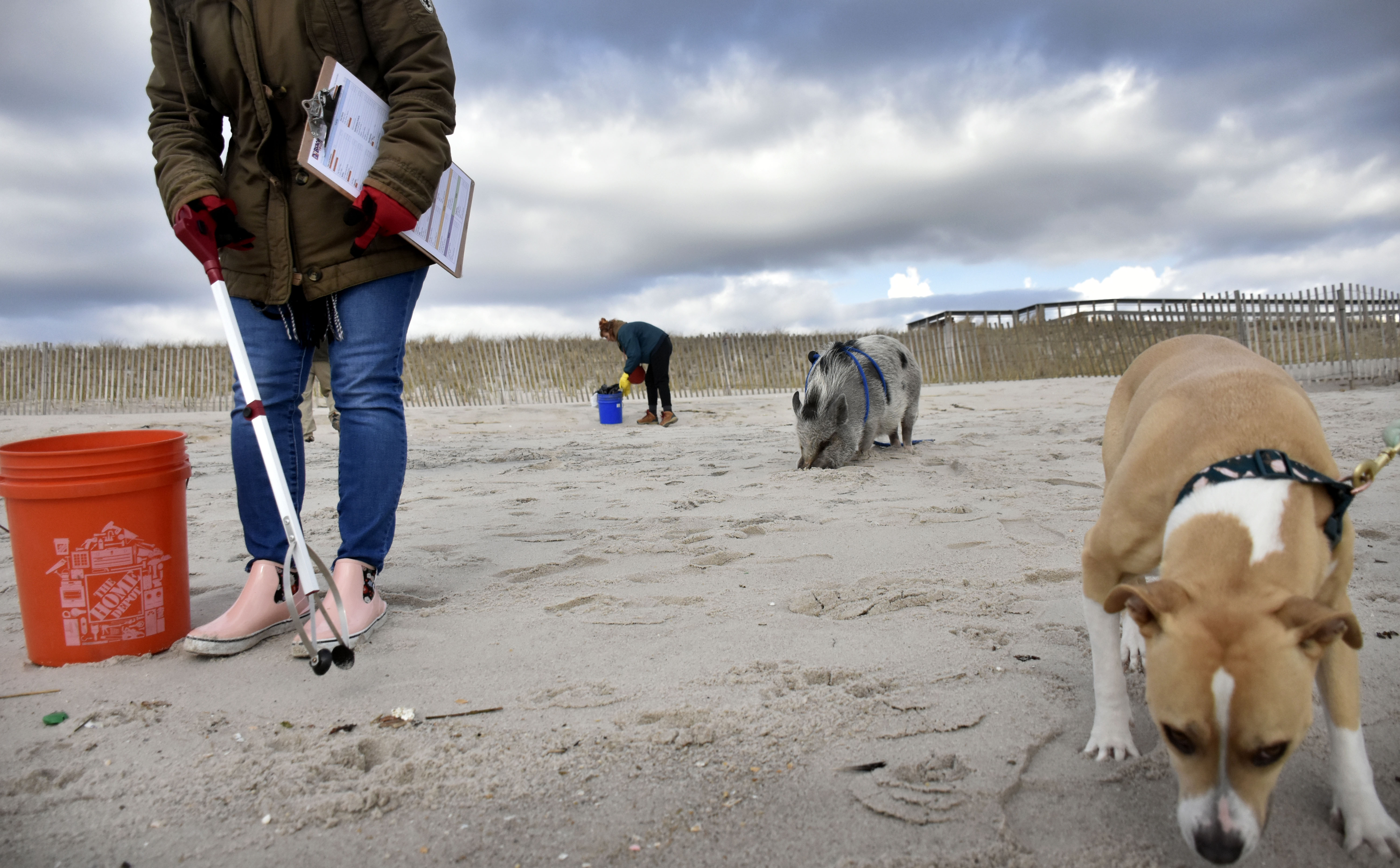 Mini Pig Hamlette Helps with Clean Ocean Action Beach Sweeps Cleanup ...