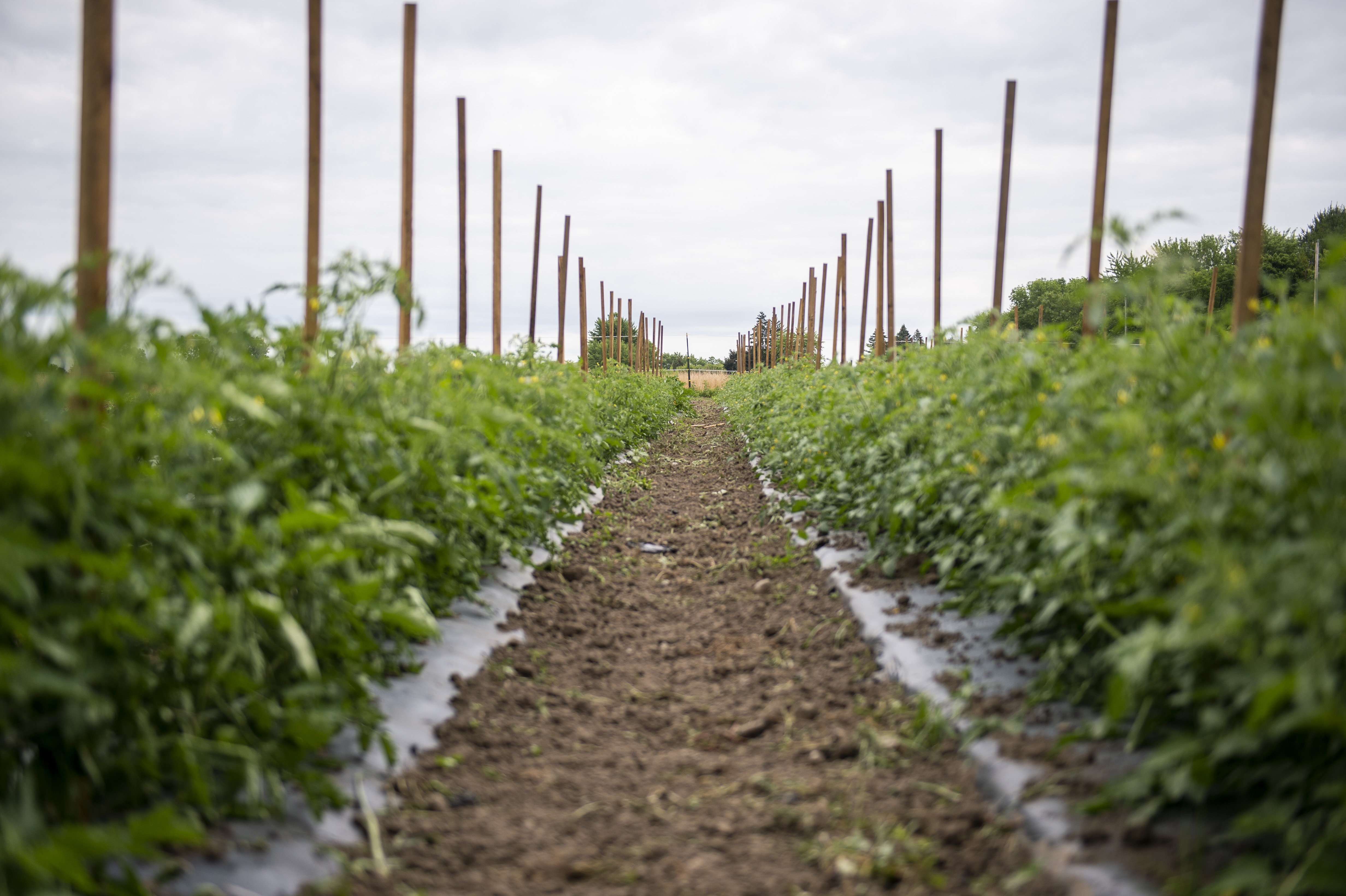 Saginaw Township’s Brandt Farm Co. - mlive.com