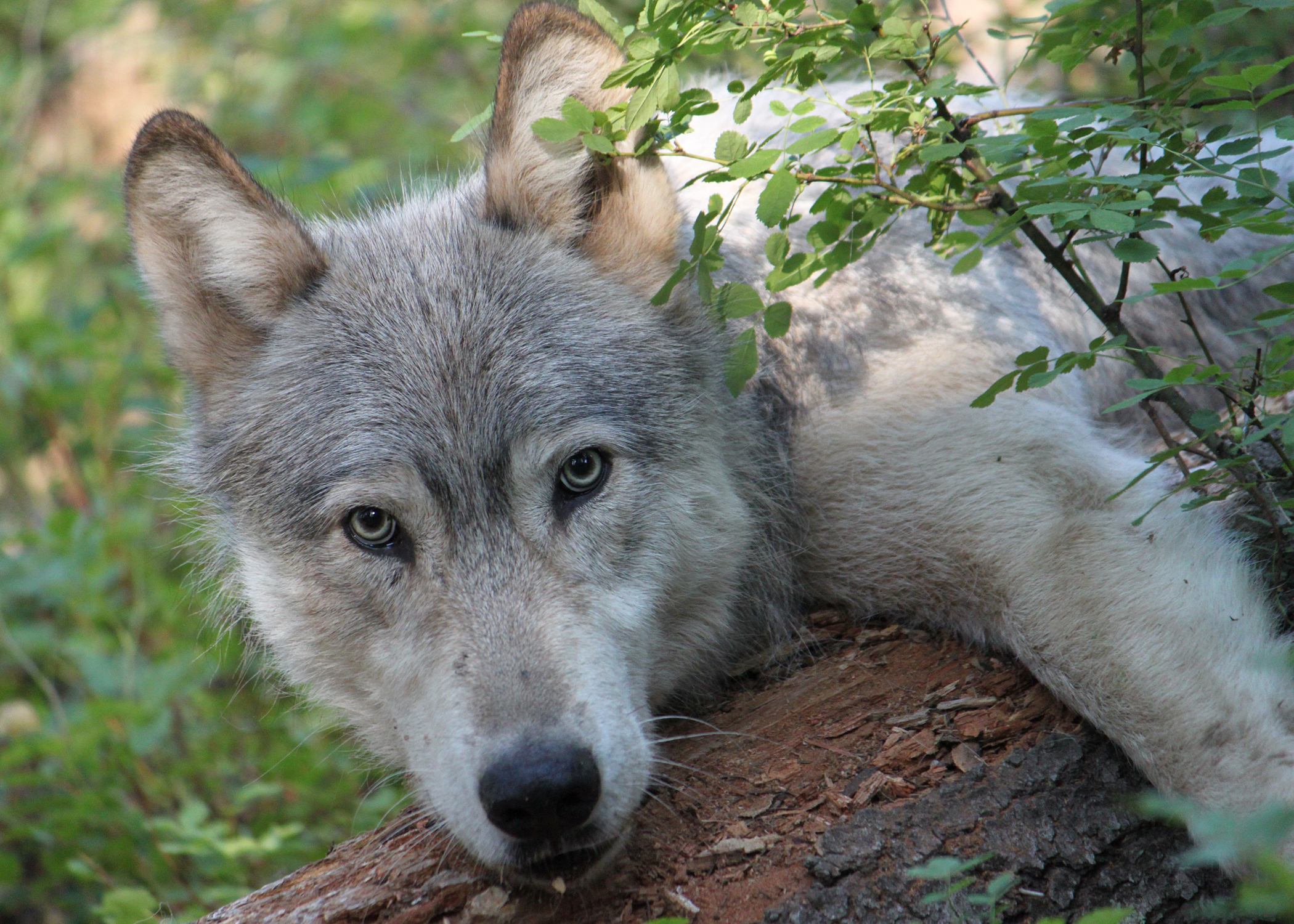 Wolves in Oregon - oregonlive.com