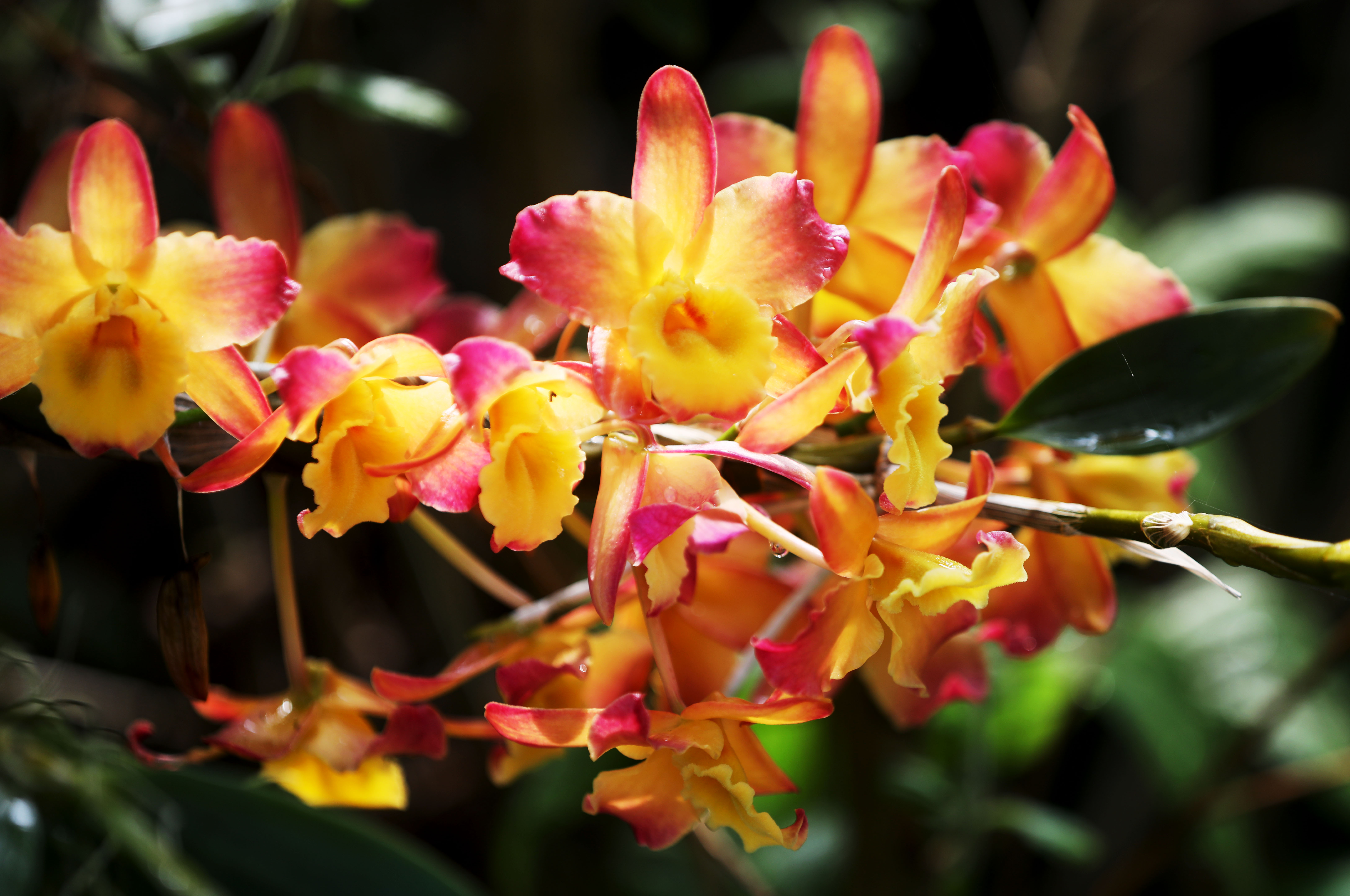 Orchids in full bloom - nj.com