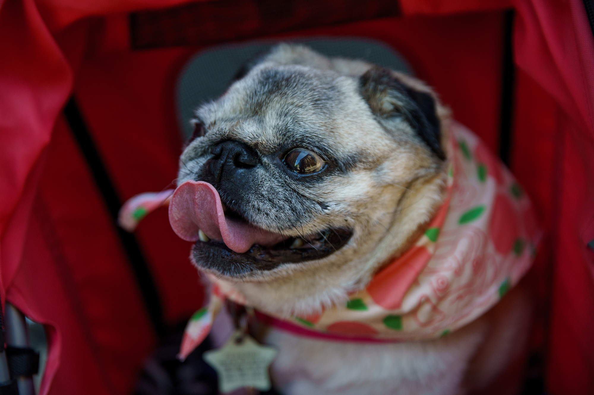 Portland Pug Crawl 2022 - oregonlive.com