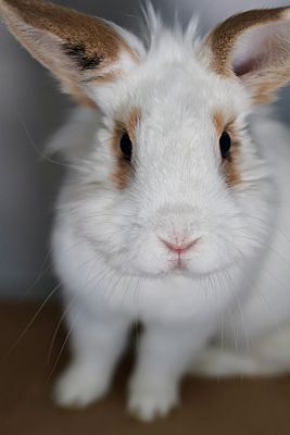 To sit or not to sit. Adoptable pets to share your life with. Oct. 12 ...