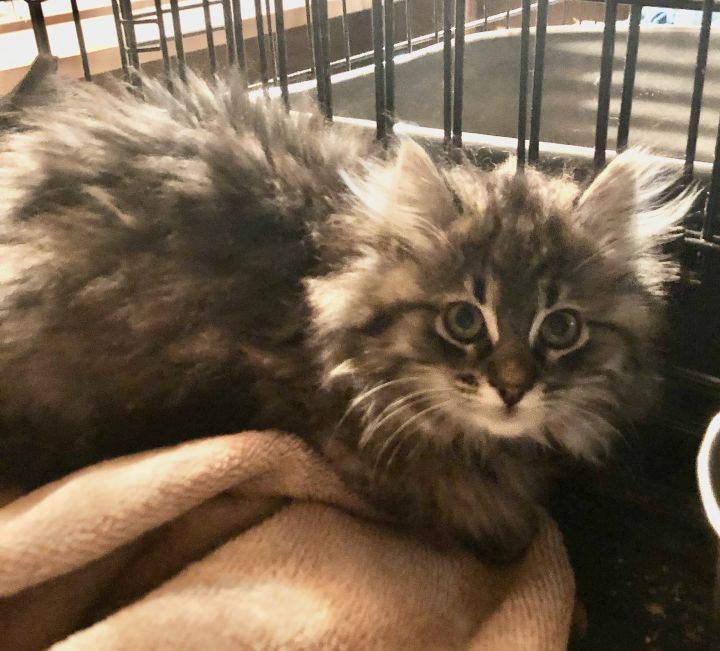 N.J. pets in need: Feb. 7, 2022 - nj.com