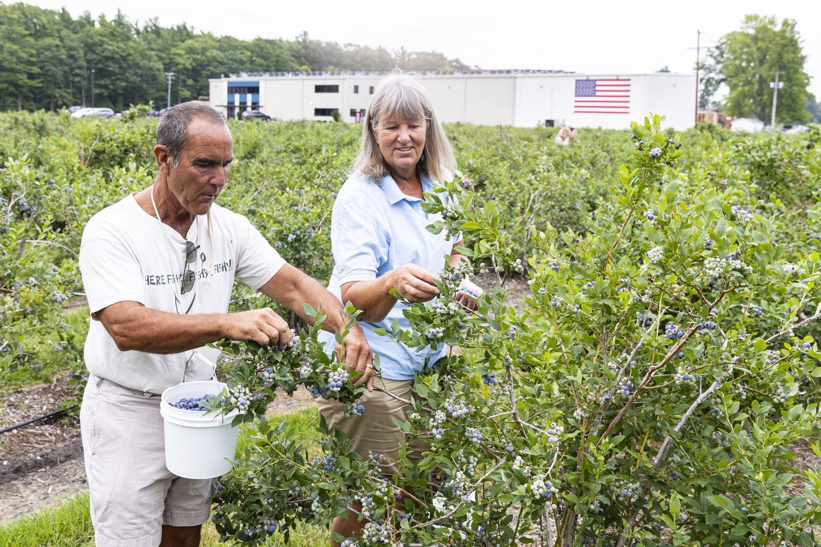 Crossroads Blueberry Farm in West Olive - mlive.com
