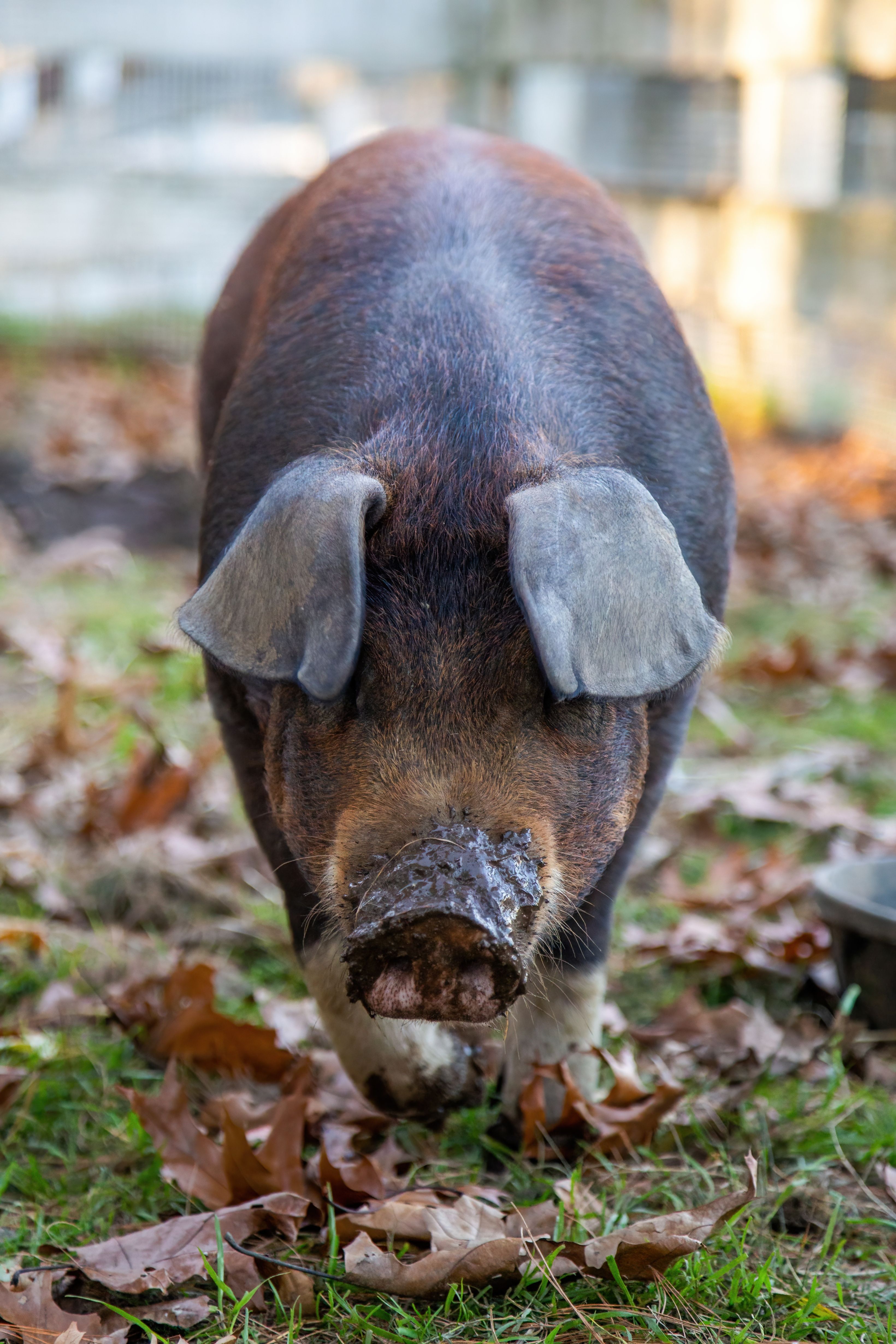 Animal Rescue League Boston looking to house 1-year-old pig - masslive.com