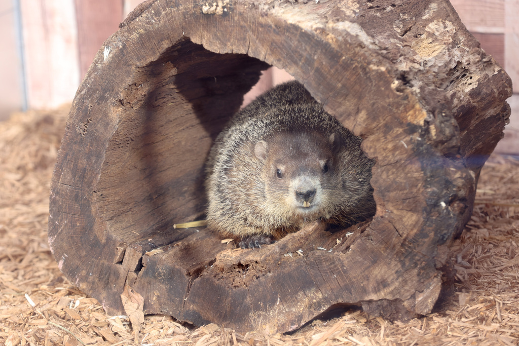Groundhog Day 2025: Staten Island Chuck makes his prediction - silive.com