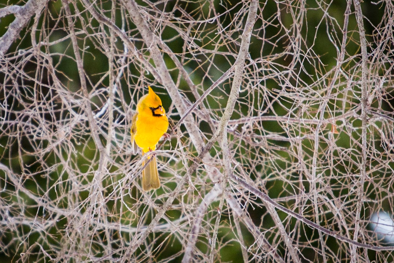 Michigan is home to a rare yellow-colored northern cardinal - mlive.com