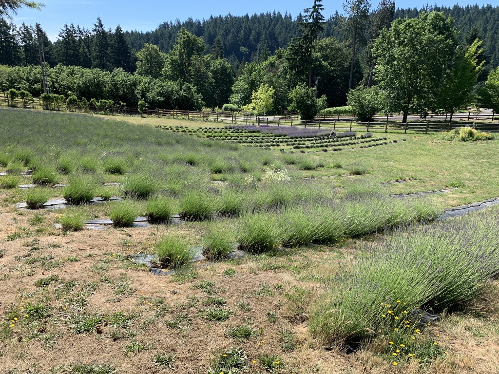 Crafting with lavender - oregonlive.com
