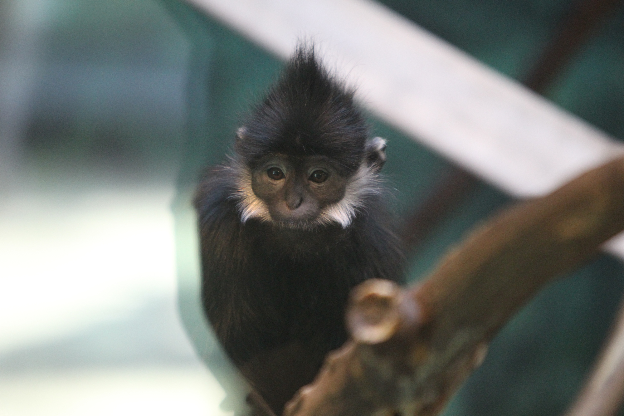 RainForest at Cleveland Zoo reopens - cleveland.com