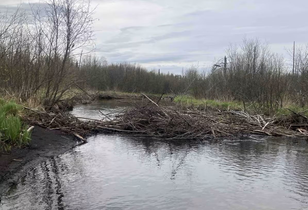 Beaver dams on trout streams - mlive.com