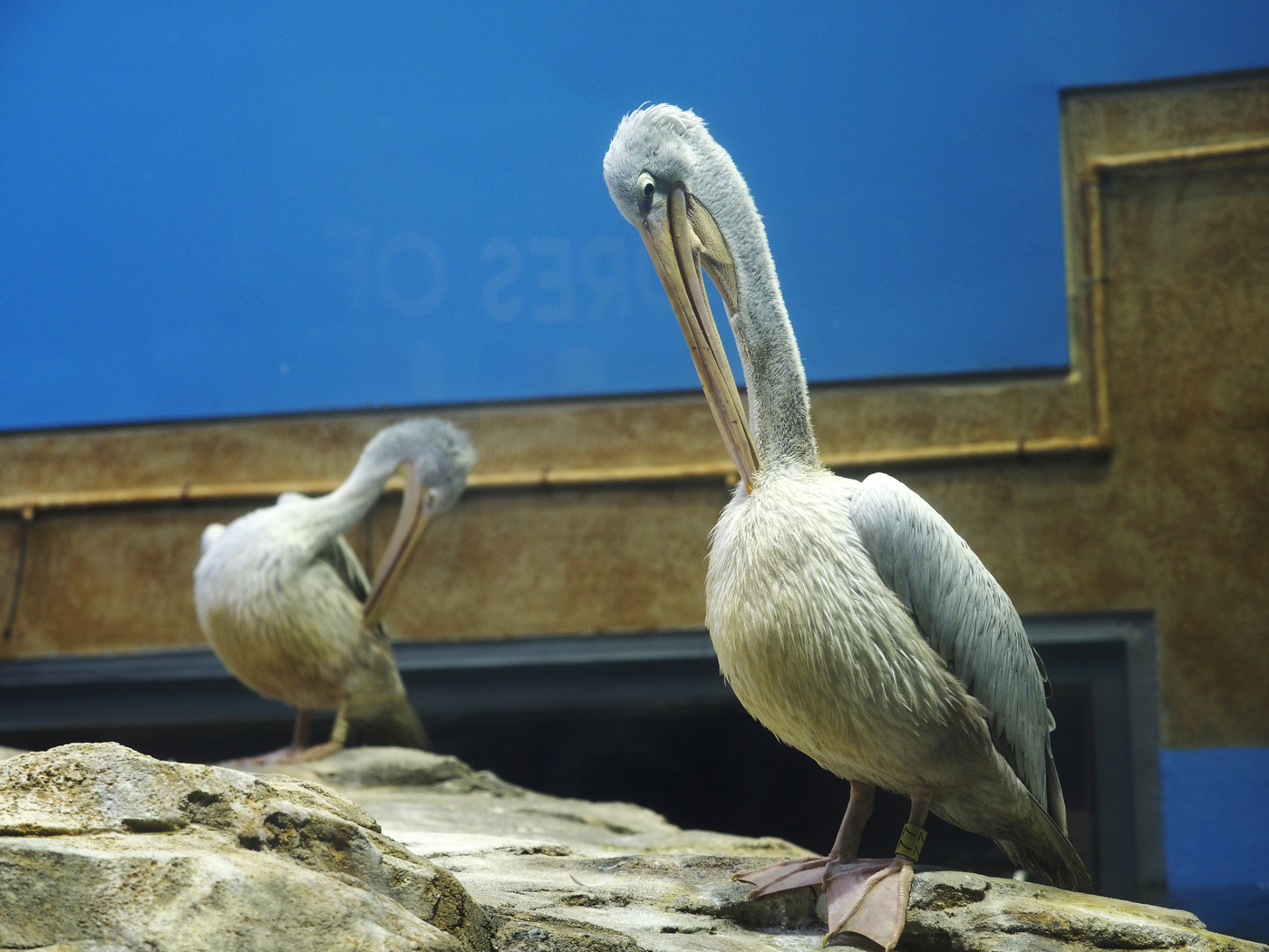 Turtle Back Zoo reopens after pandemic restrictions lifted - nj.com