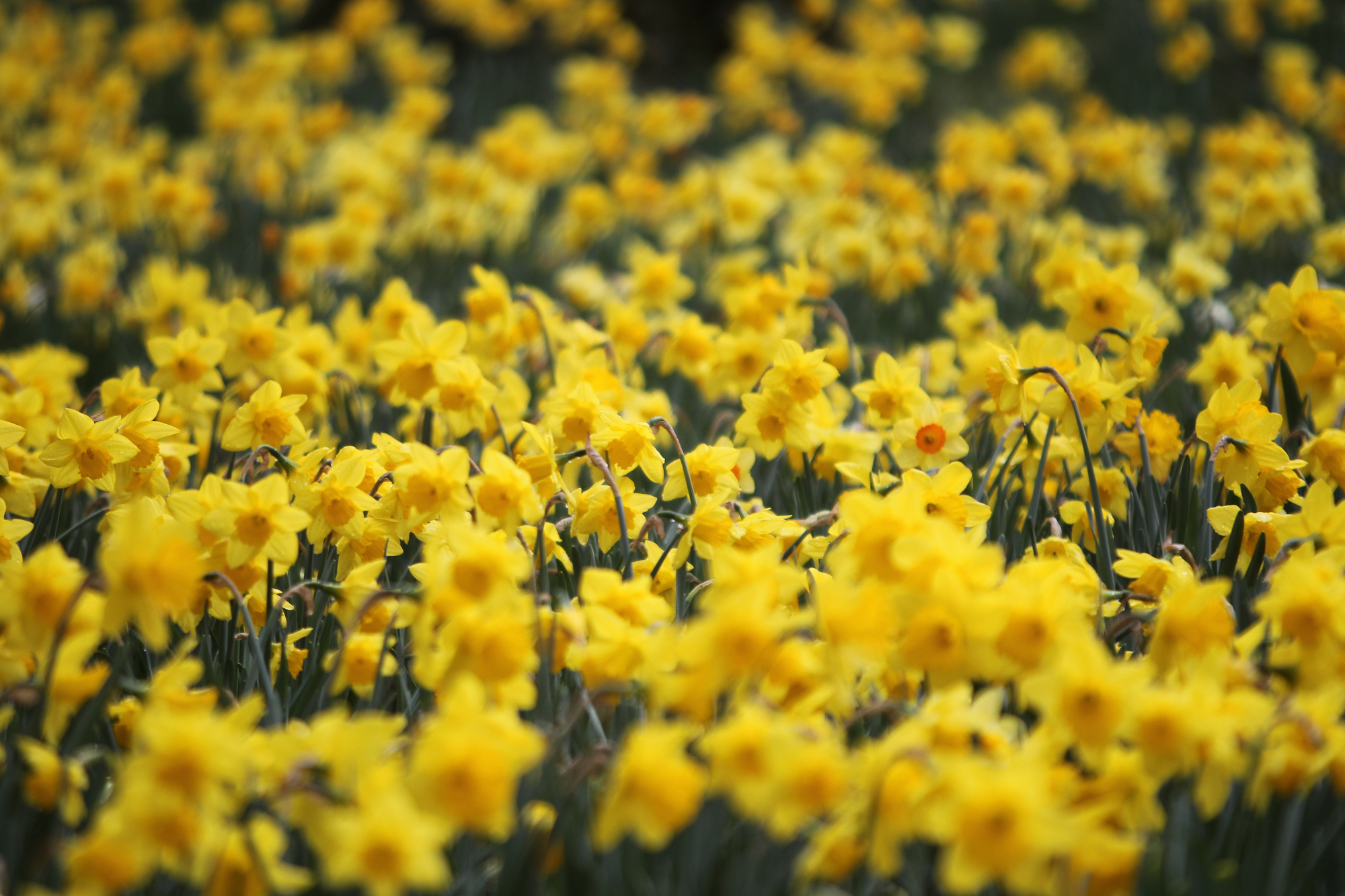 Lake View Cemetery in full bloom - cleveland.com
