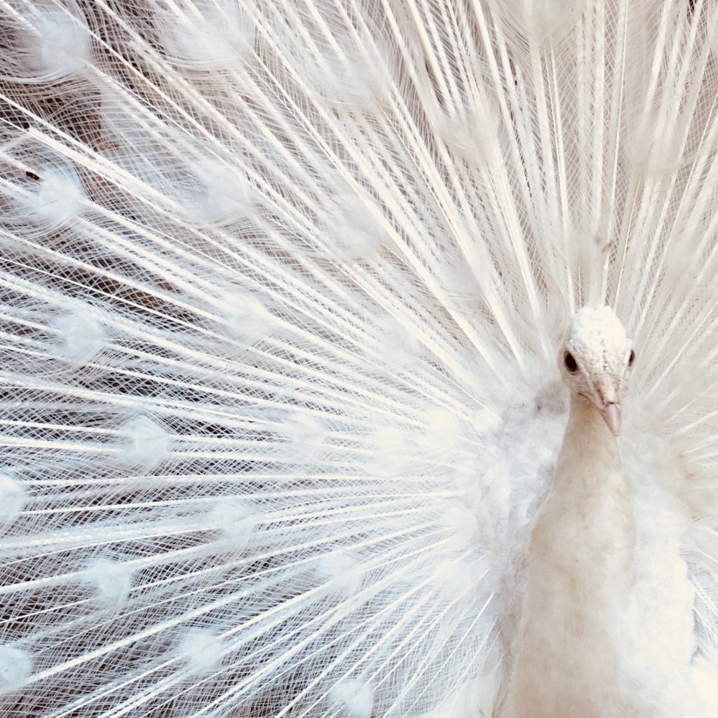 Tikkun Olam Farm Sanctuary - oregonlive.com