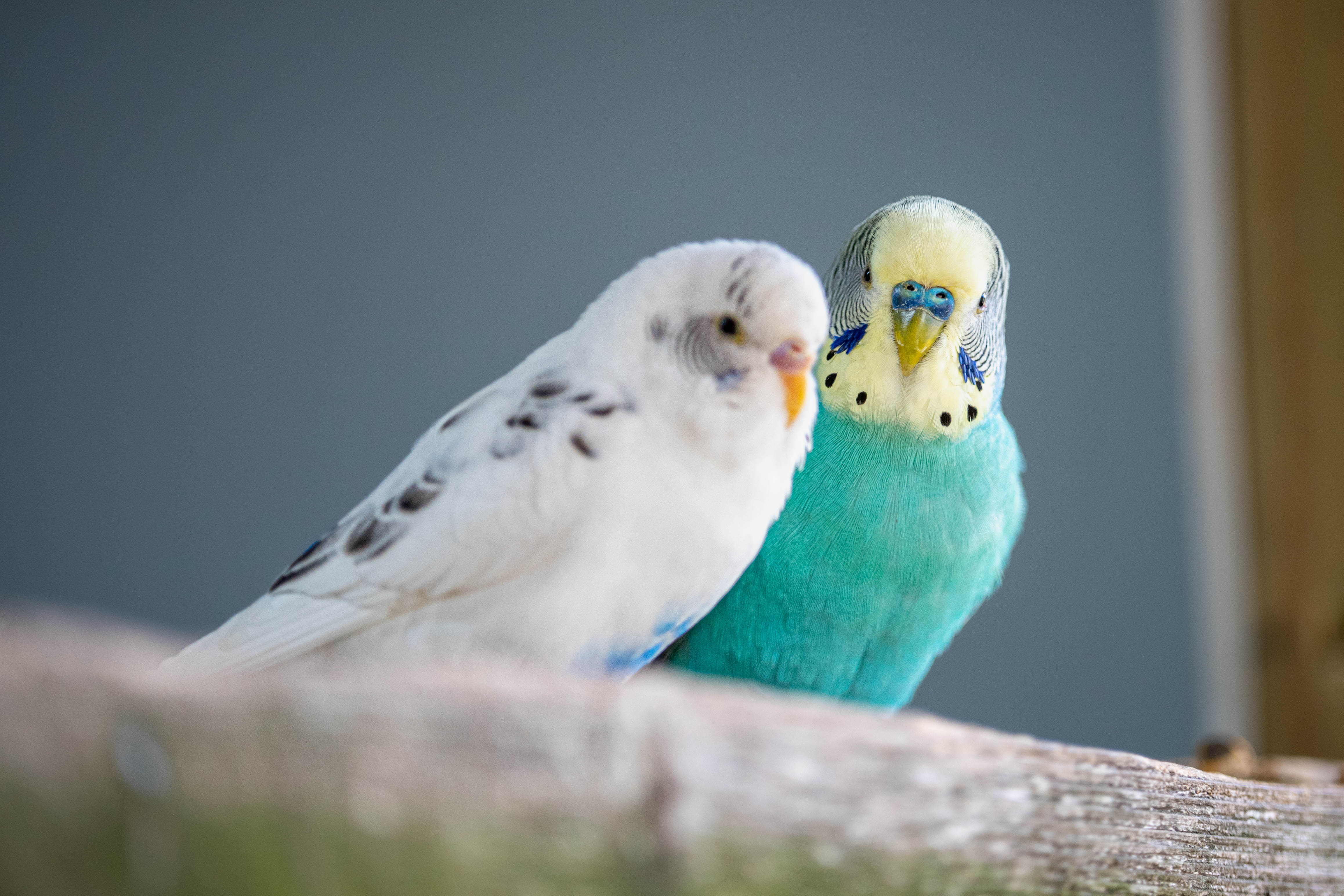 Franklin Park Zoo president retiring, leaves 1,000 animals, 1M visitors ...