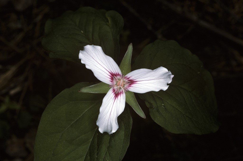 Spring Flowers In New York State | Best Flower Site