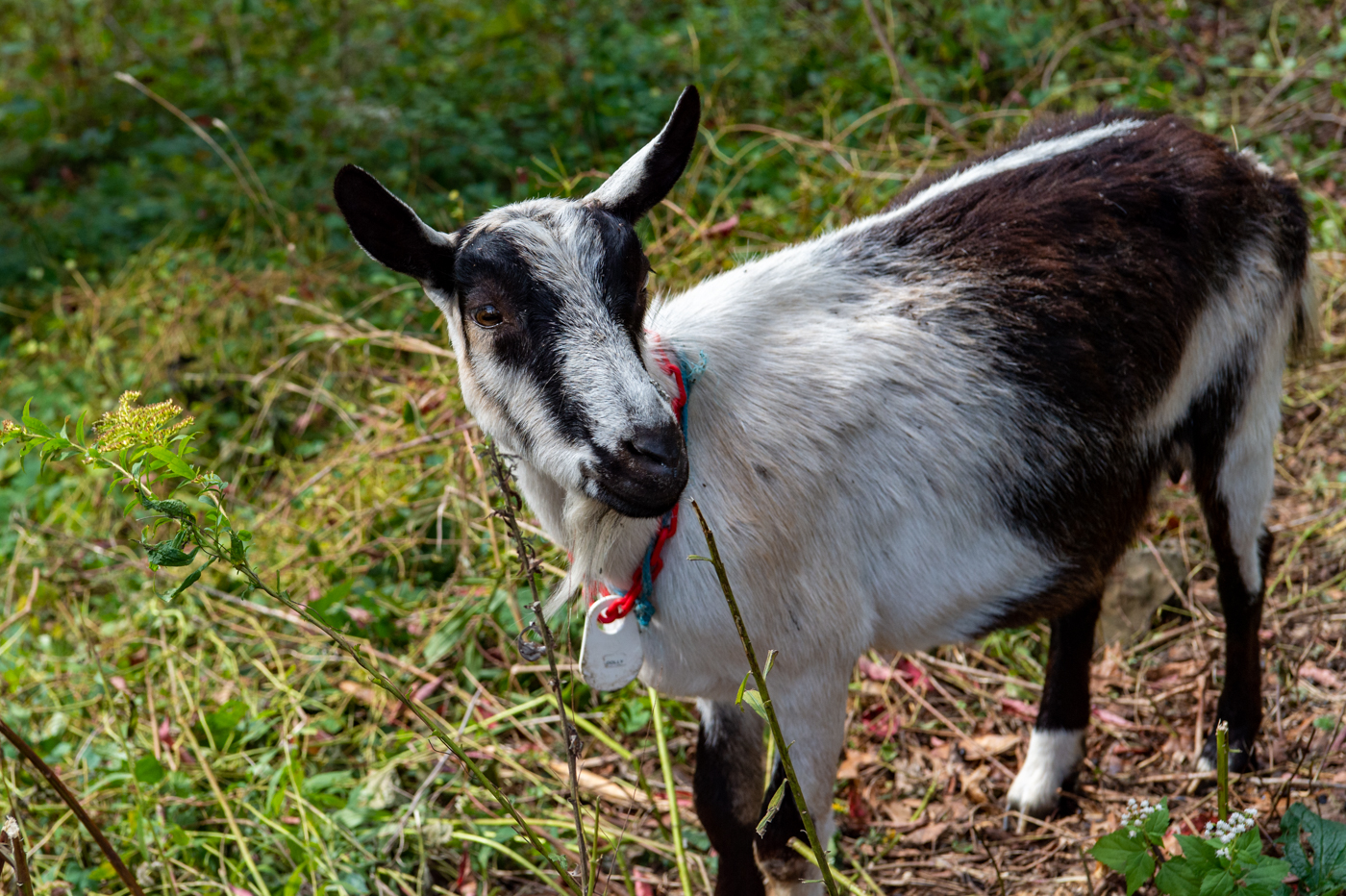 Hyperlocal Goats and Ghouls - nj.com