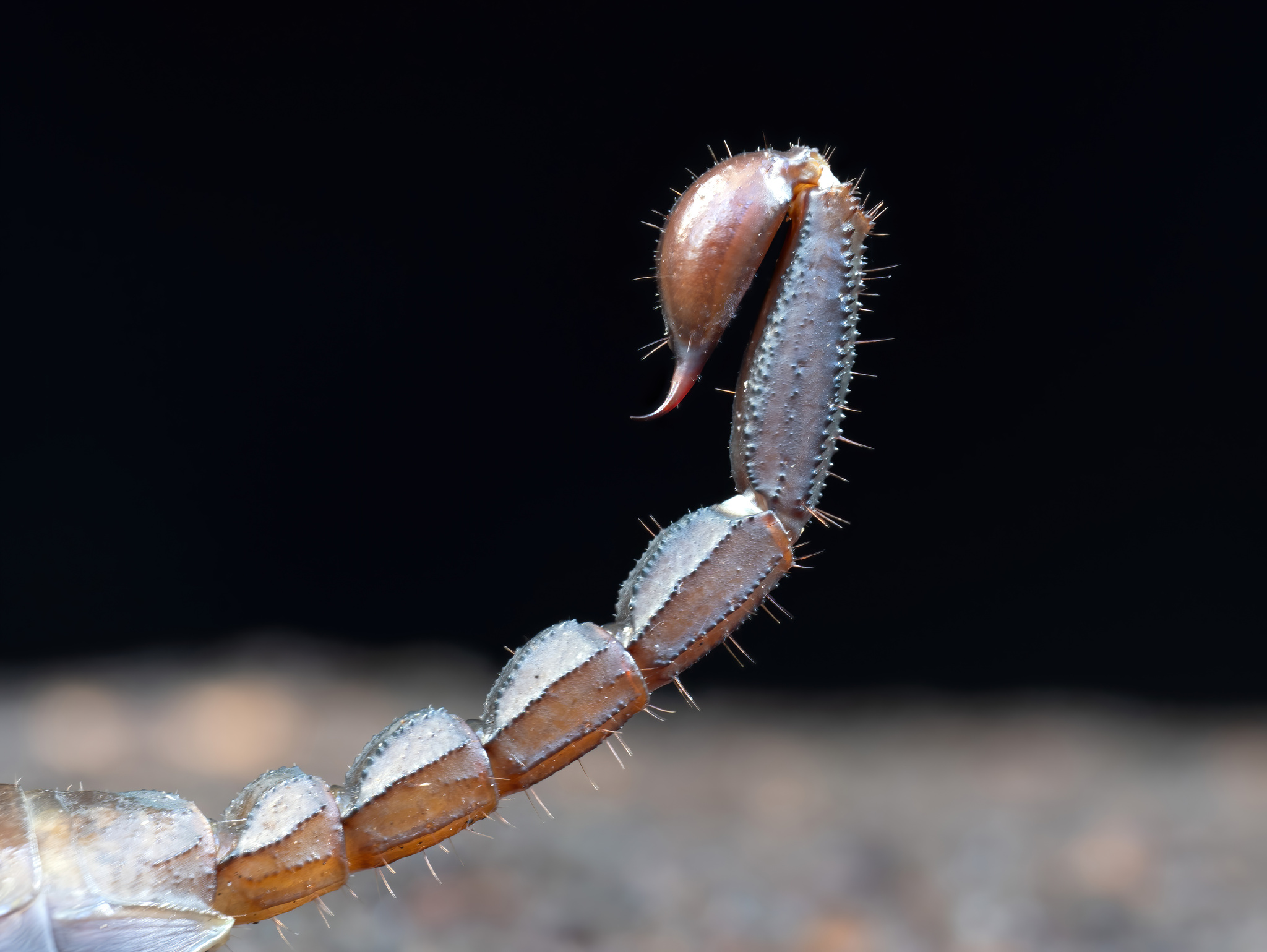 Western forest scorpions in Oregon - oregonlive.com