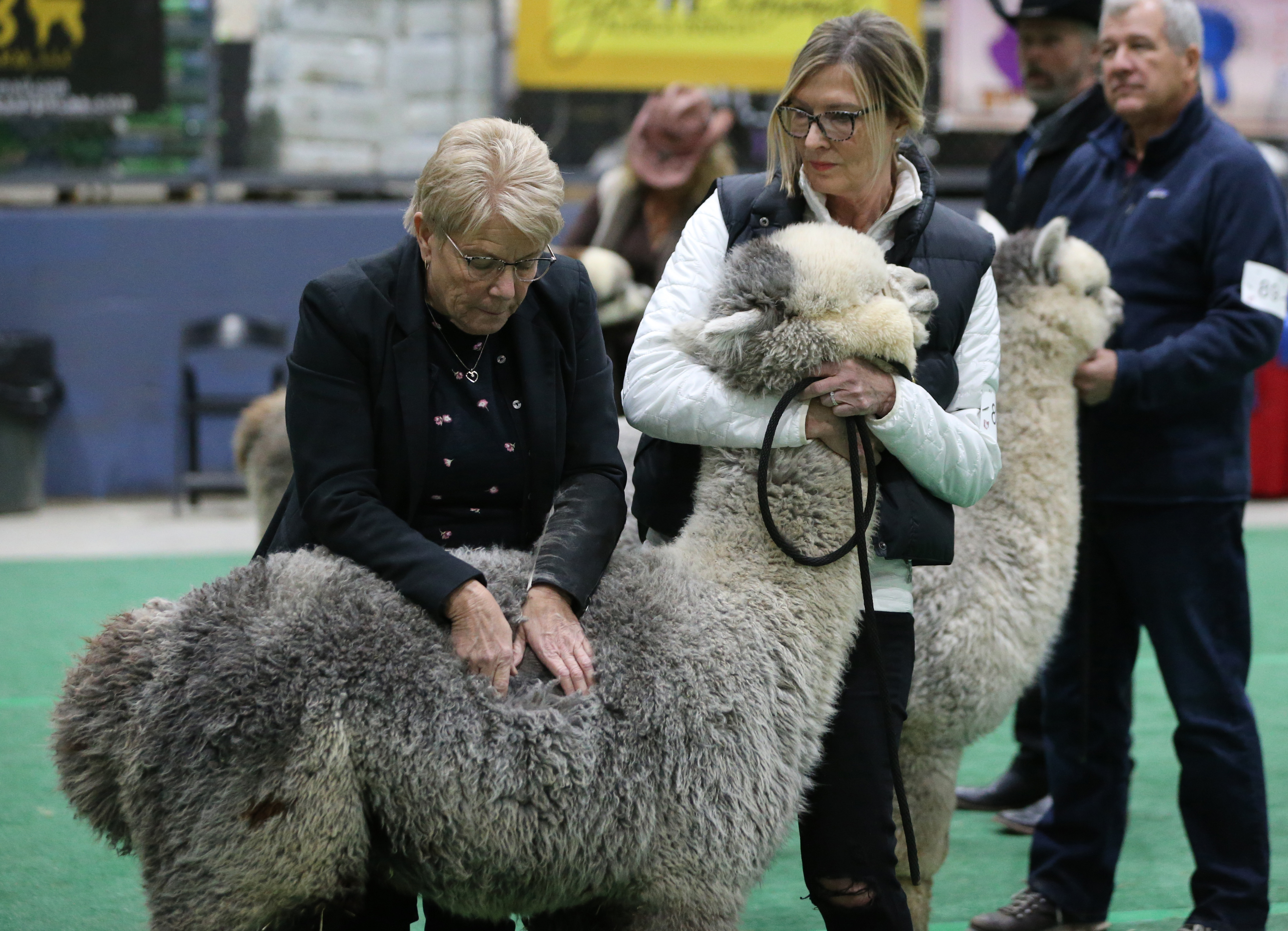 The Buckeye Alpaca Show at Summit County Fairgrounds, March 23, 2024 ...