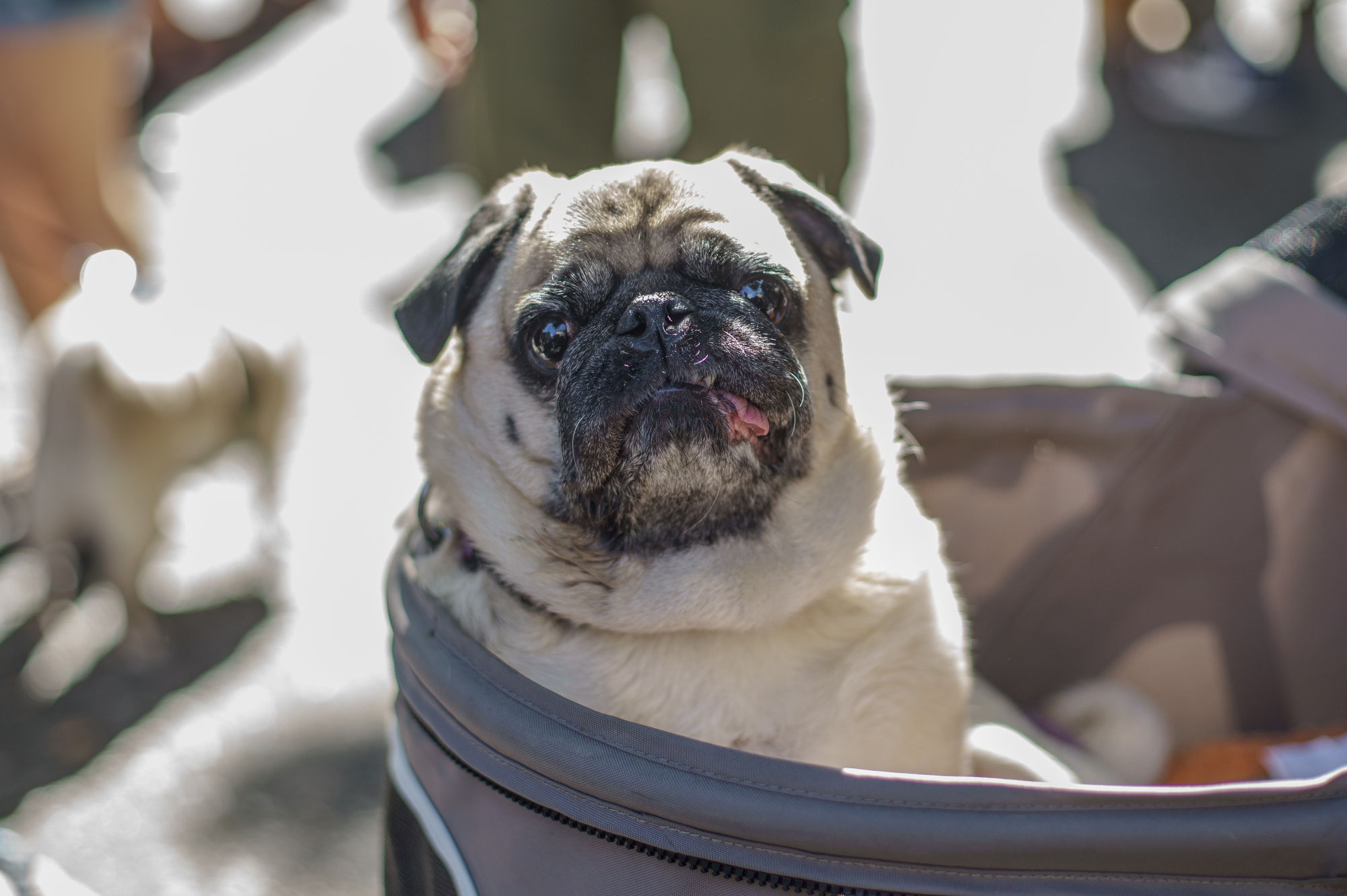 Portland Pug Crawl 2022 - oregonlive.com