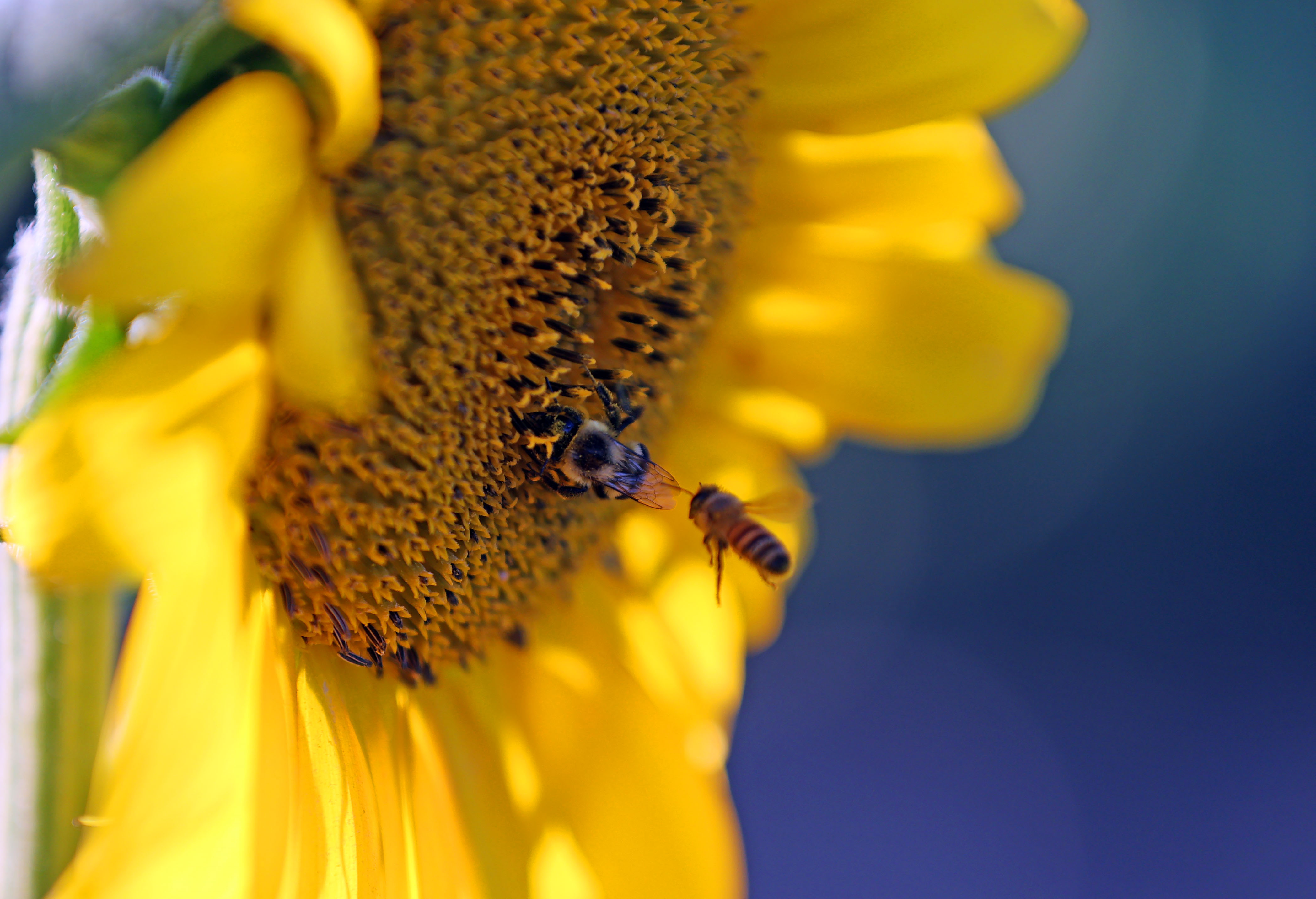 Maria’s Field of Hope in Avon is in full bloom, September 29, 2021 ...